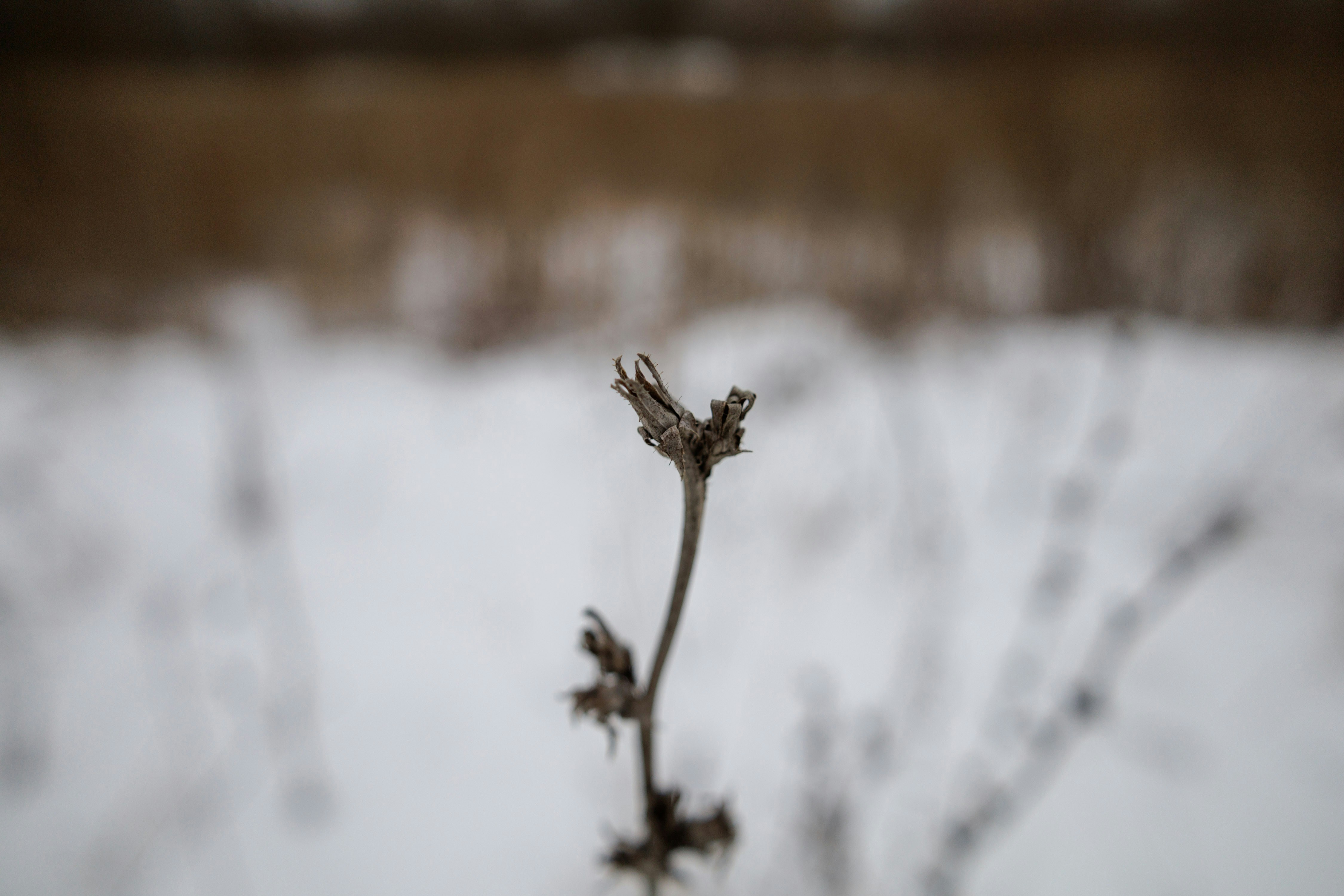 Midwinter Bud: A Silhouetted Stem Reaching Toward Frigid Silence