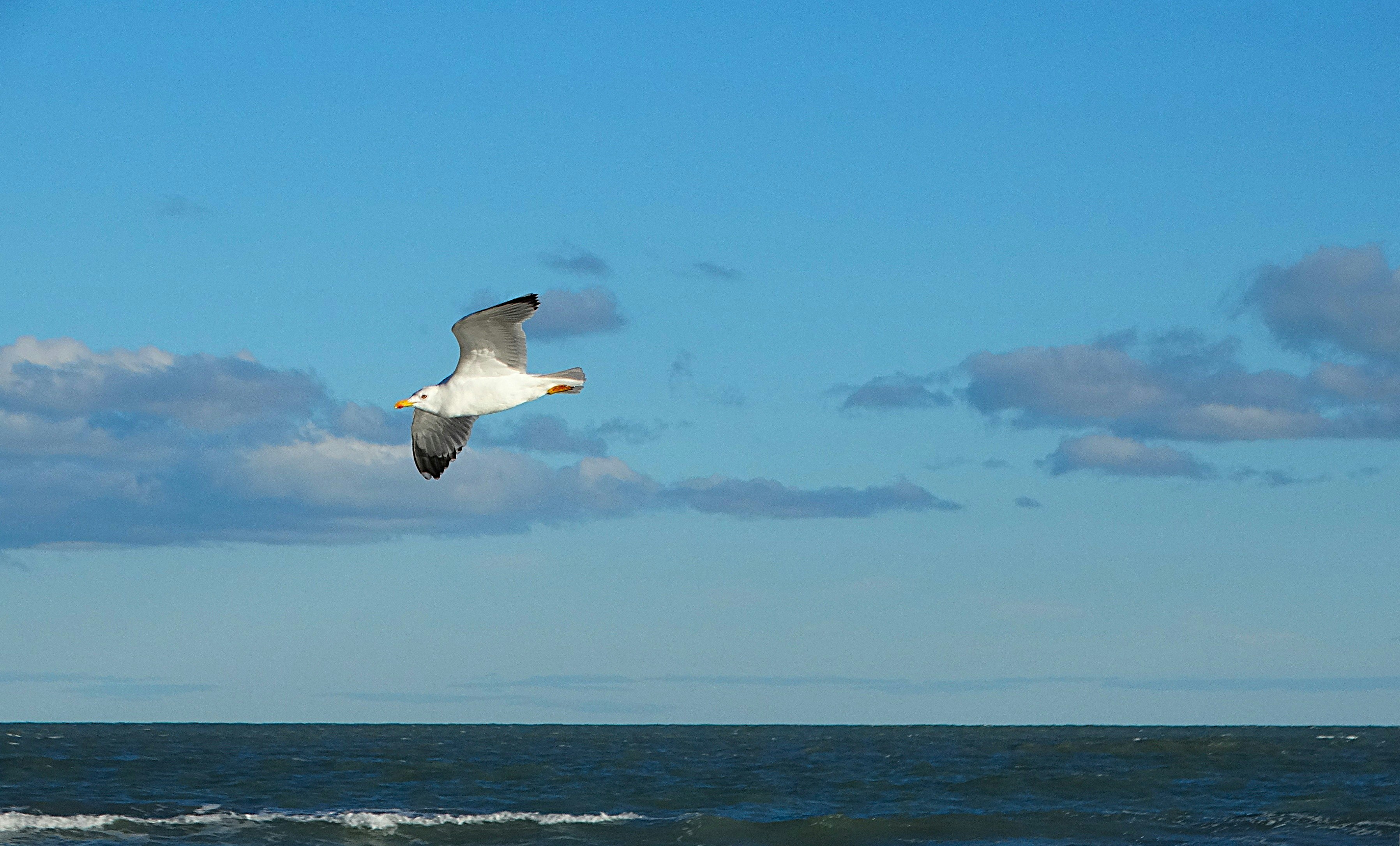 Seabird in Focus: A Gulls' Glide Above the Atlantic Horizon
