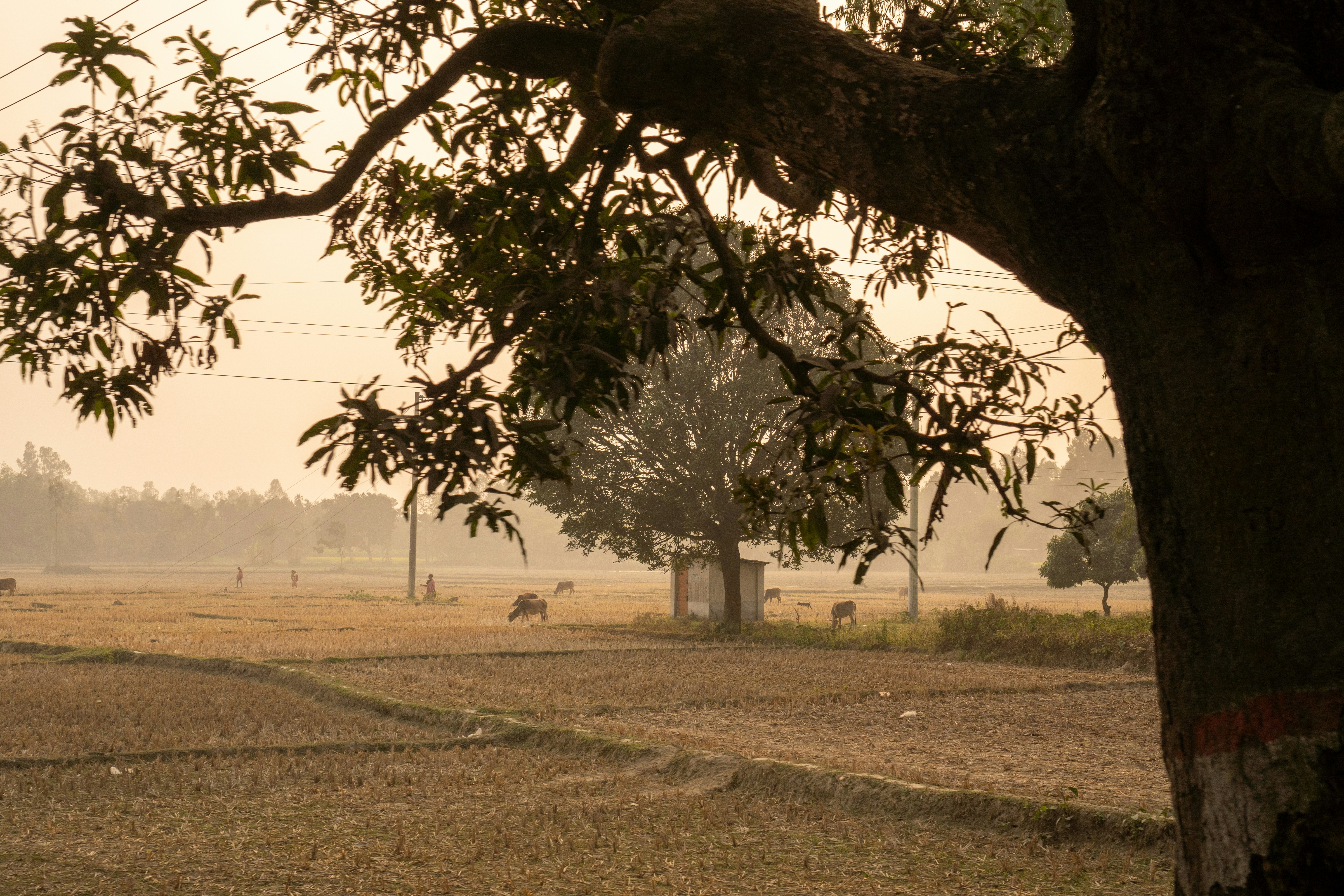 A serene rural landscape framed by the silhouette of a large tree branch in the foreground. Cattle graze in the distance on a hazy, golden afternoon, capturing the peaceful atmosphere of the countryside.