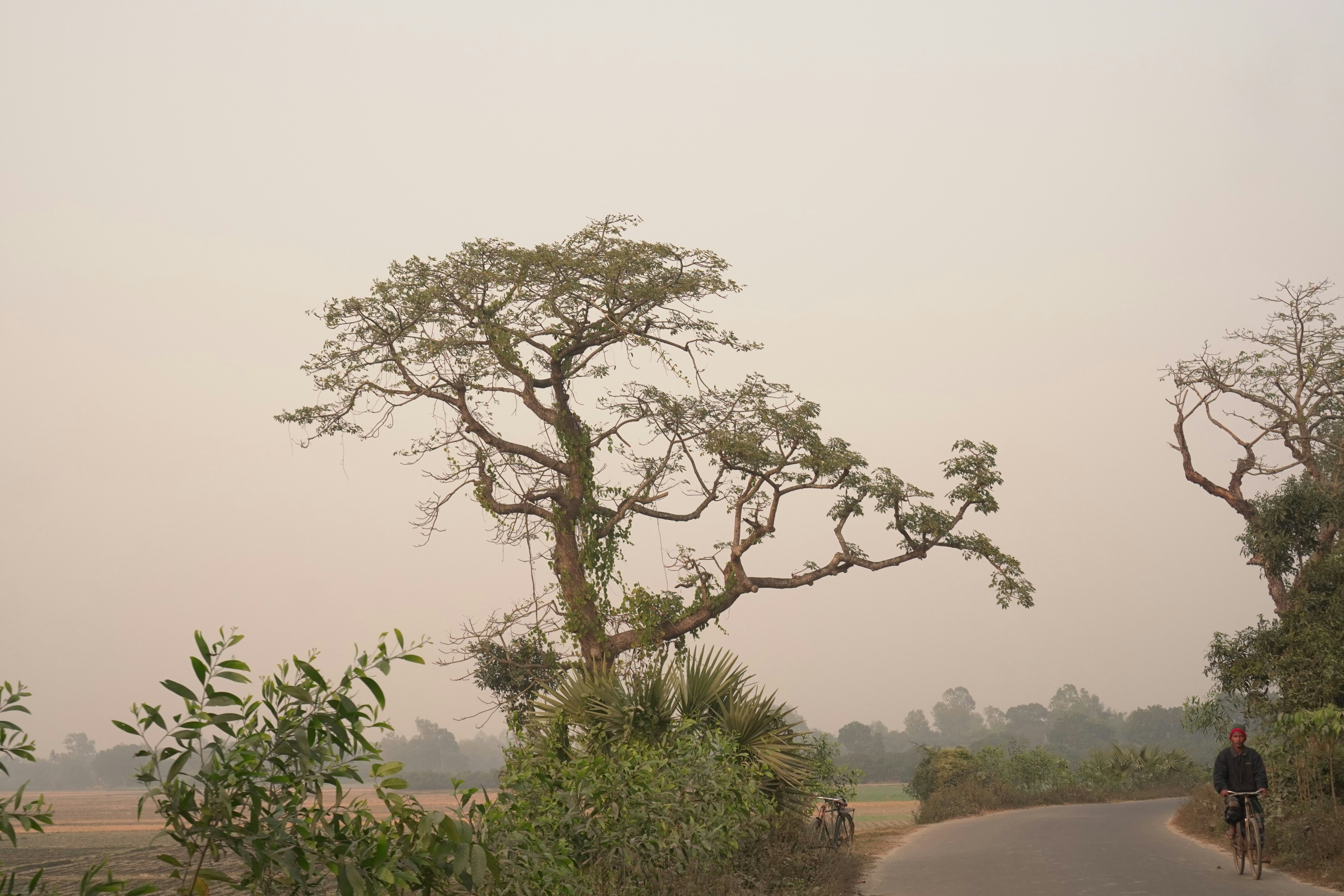 A cyclist rides down a curving paved road in the countryside, framed by a large, sprawling tree and dense green vegetation on a hazy afternoon.