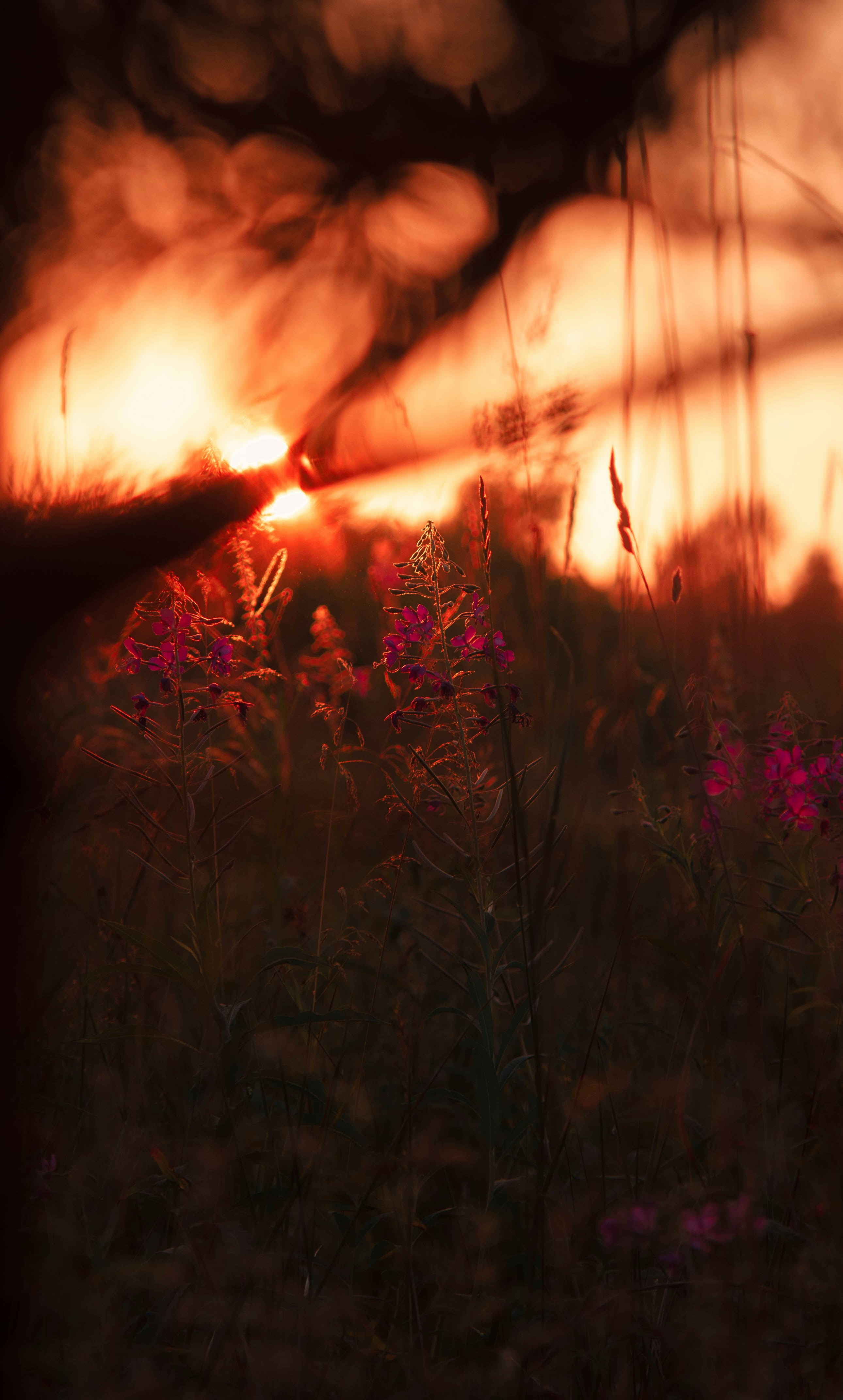 Crimson Dusk Among Tall Blooms