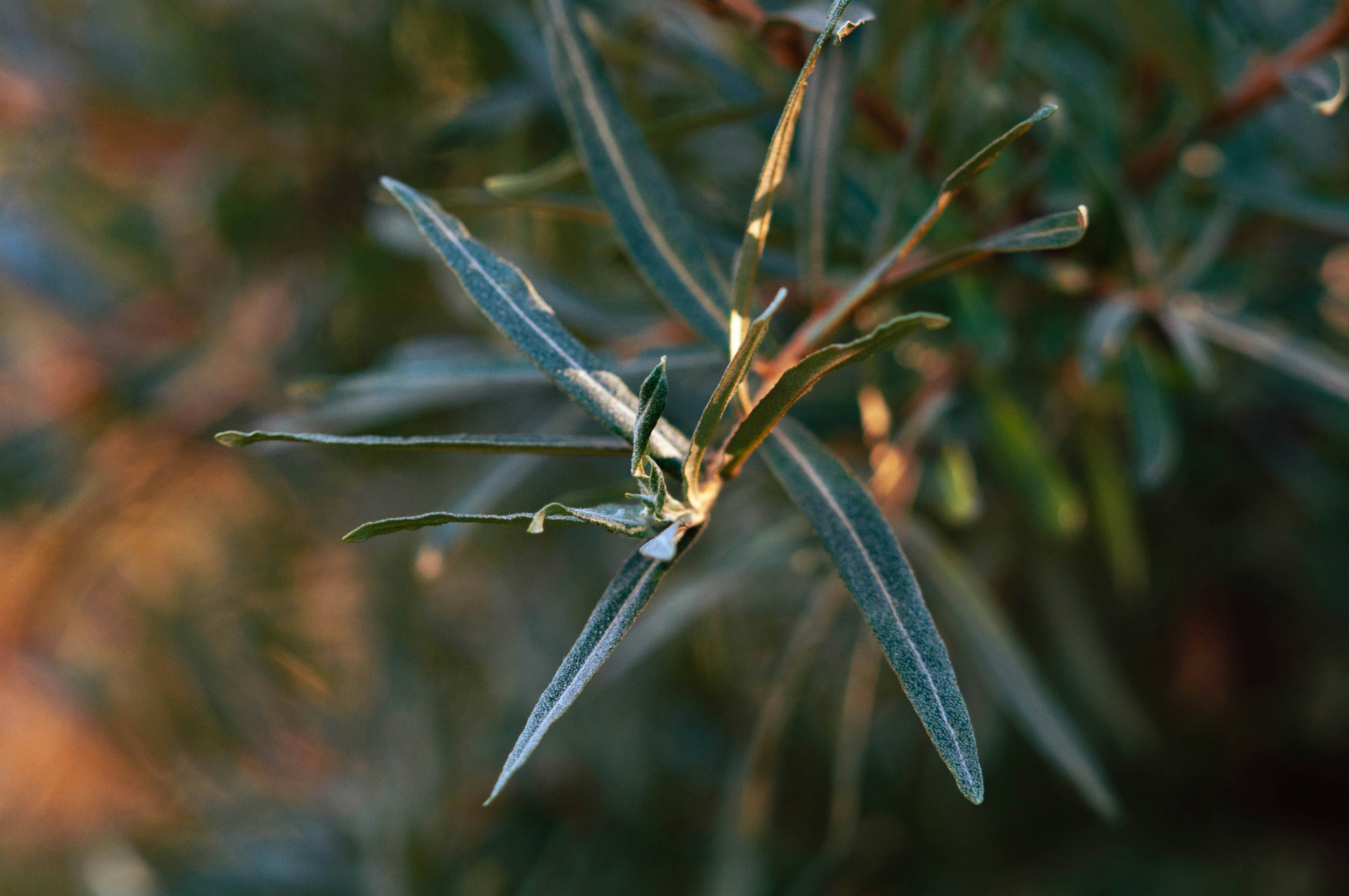 Close-Up of Slim Olive-Gray Leaves Against a Blurred Autumn Backdrop