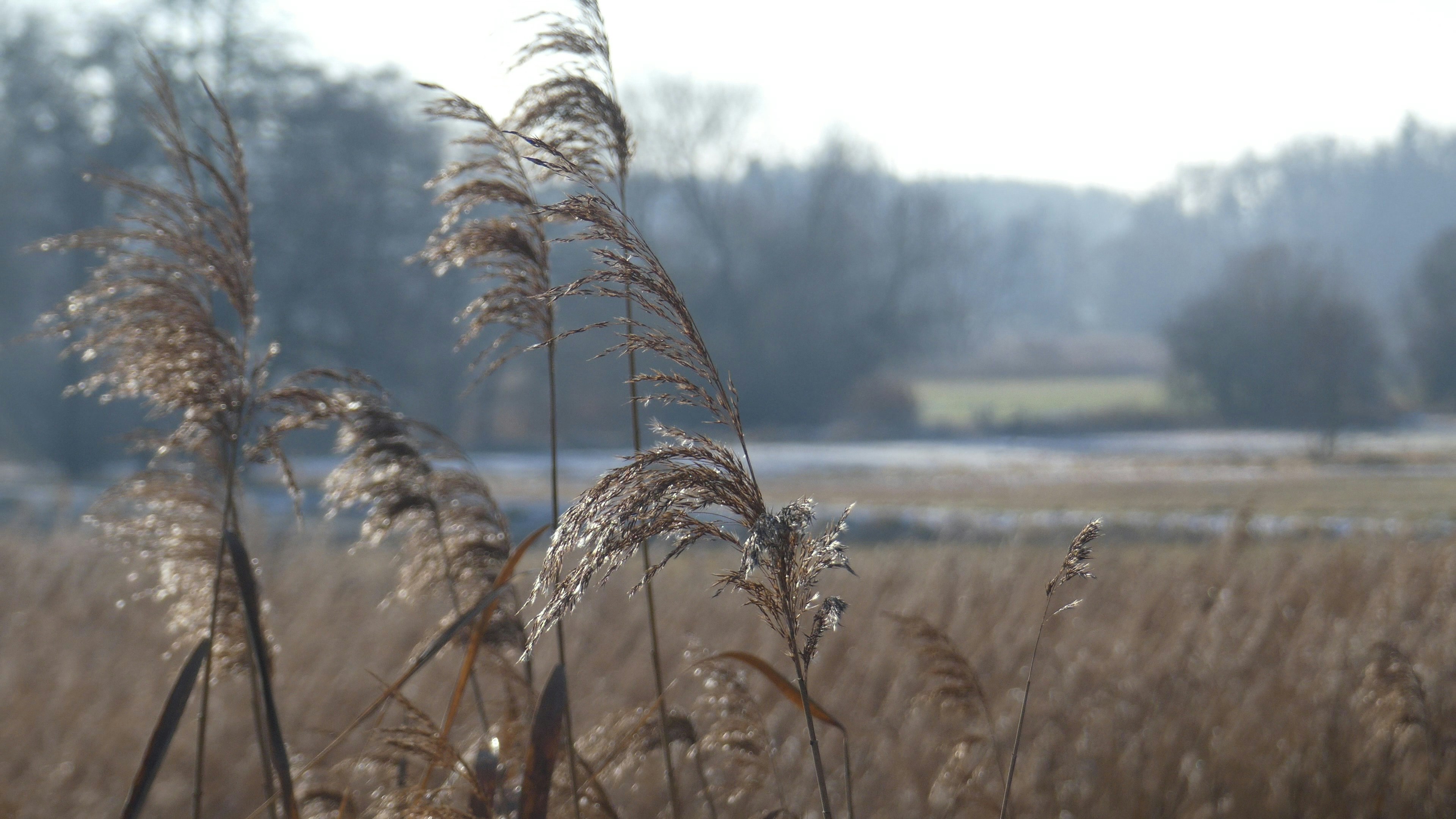 Reeds in soft dawn light over a quiet marsh