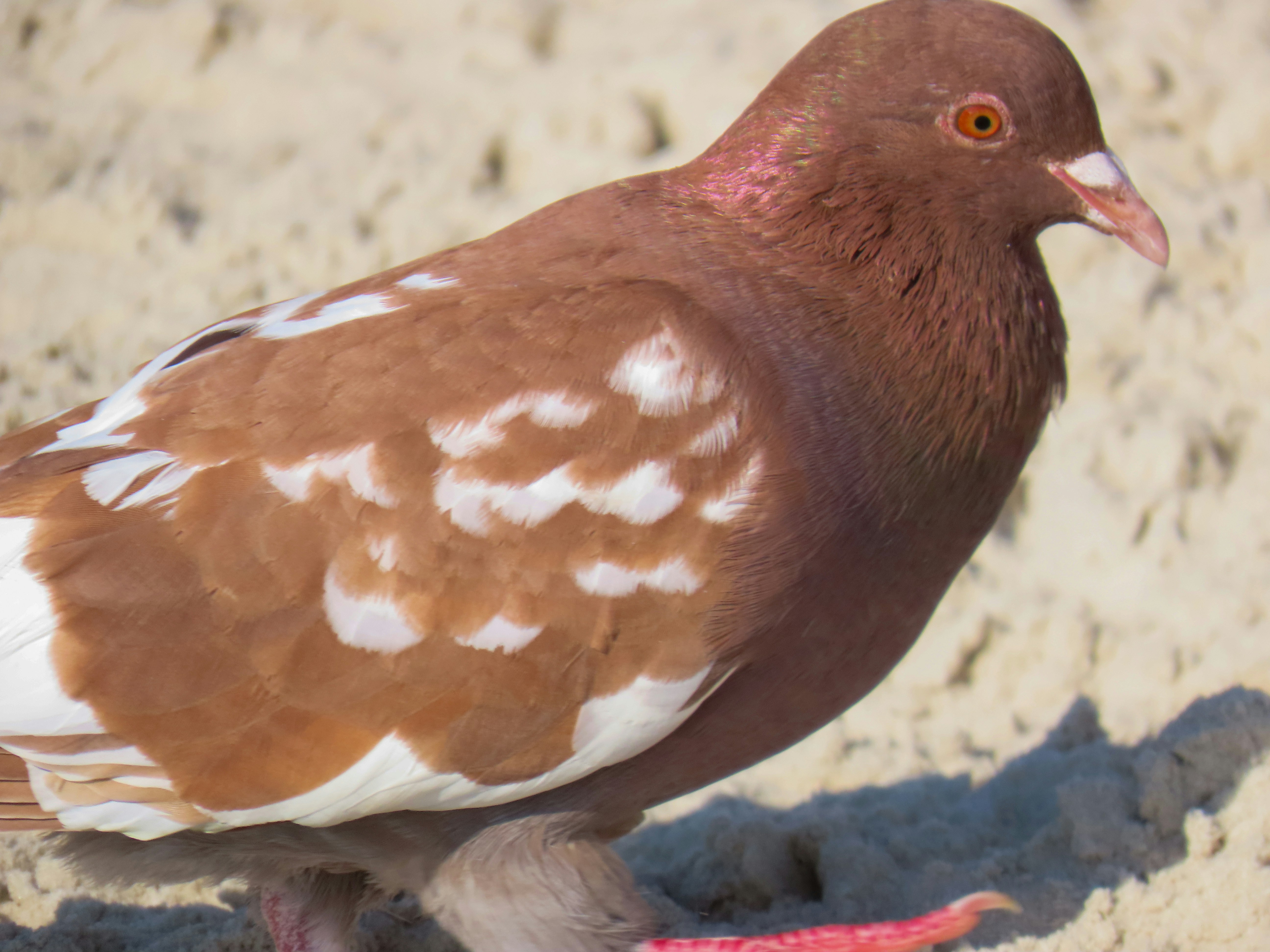 A Sunlit Pigeon on Sandy Ground