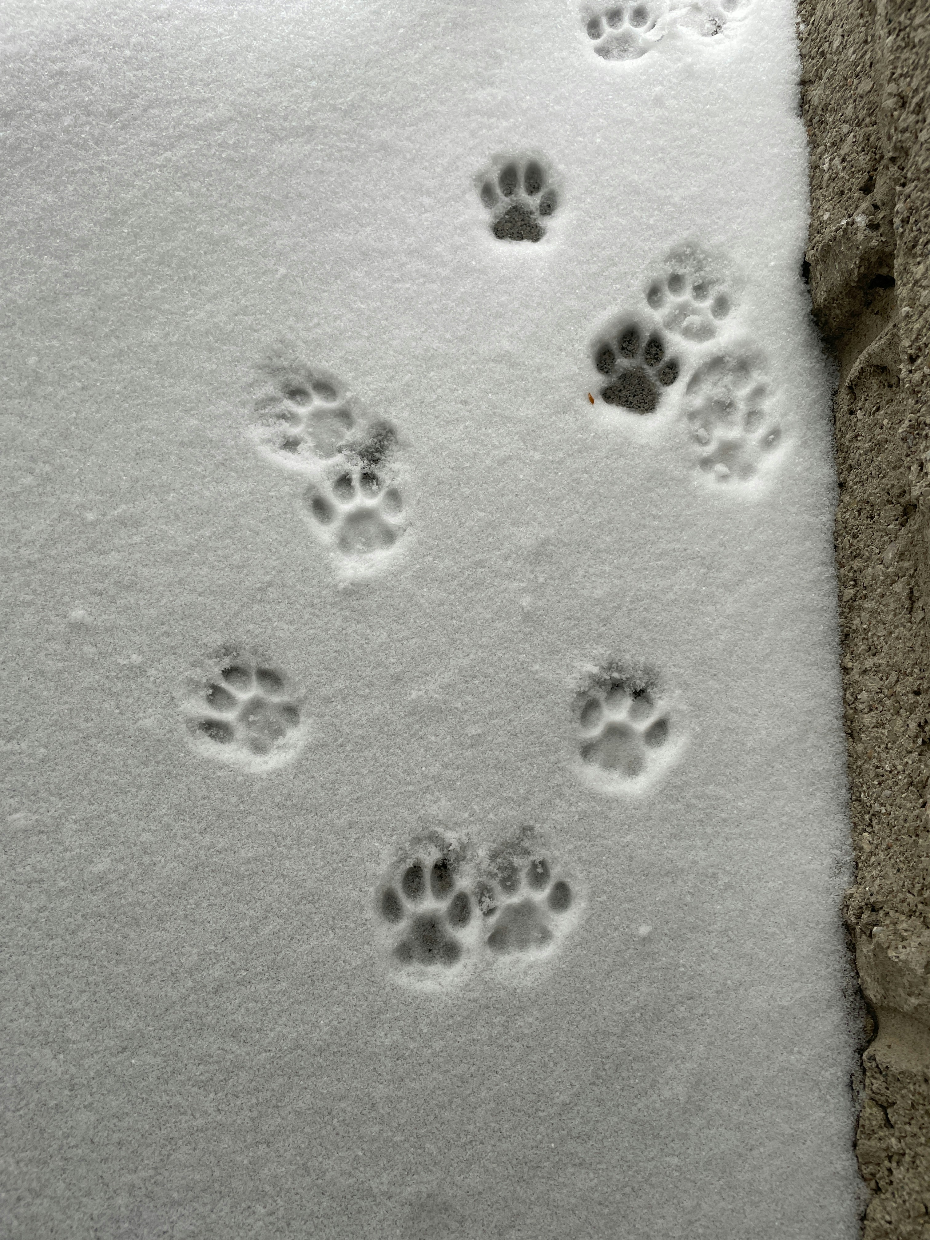 Animal paw prints in fresh snow near a wall photo – Free Animal Image ...