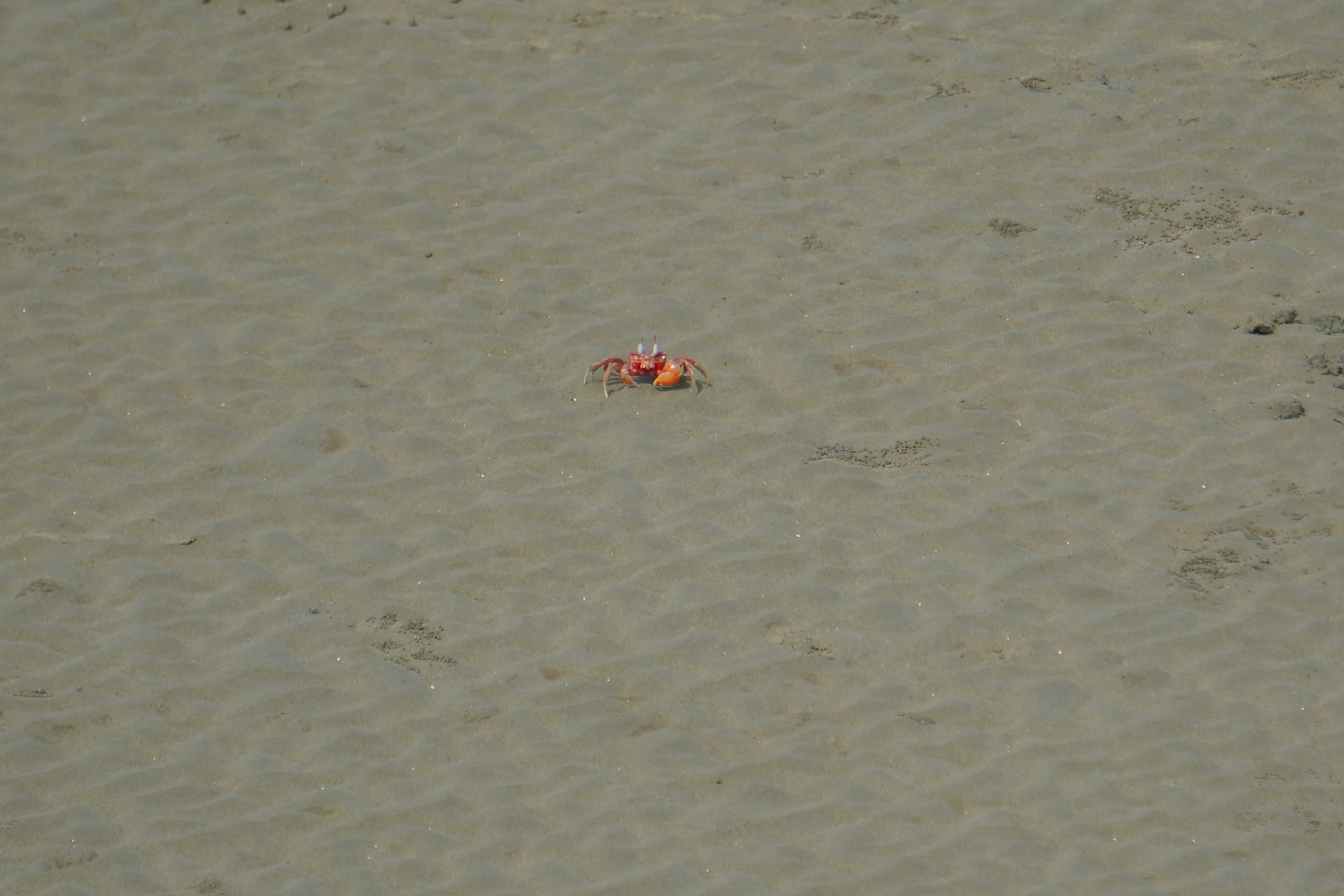 Diminutive Orange Crustacean Adrift on Sanded Tide