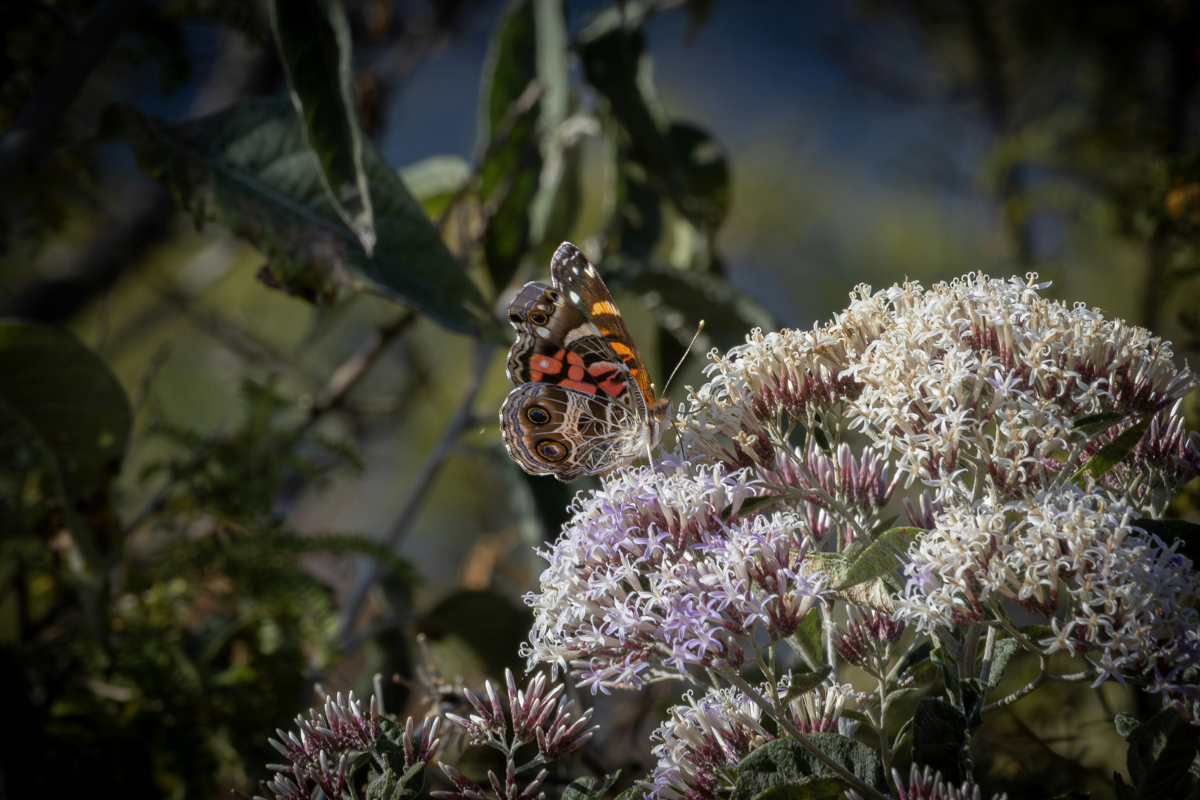 Painted Beauty on Perennial Cloud: a butterfly rests among airy blooms