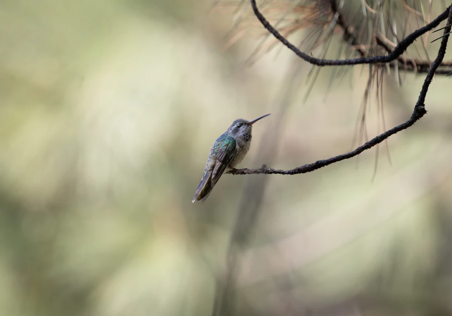 Emerald-throated hummingbird perched on a thin branch with soft, blurred background; a nature portrait emphasizing the bird against a muted backdrop.