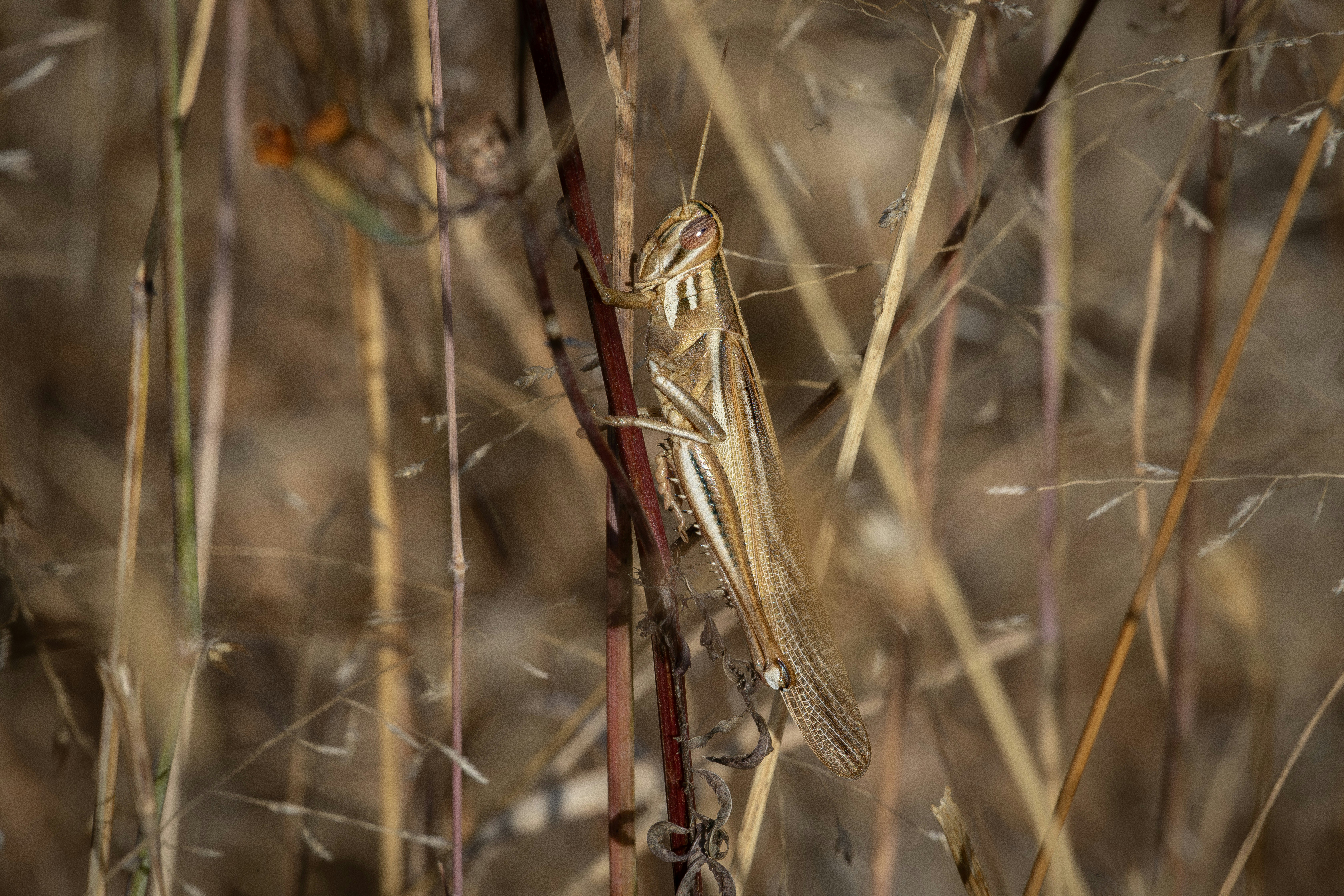 Threaded Sentinel: A Small Dragonfly Clinging to Dry Grass