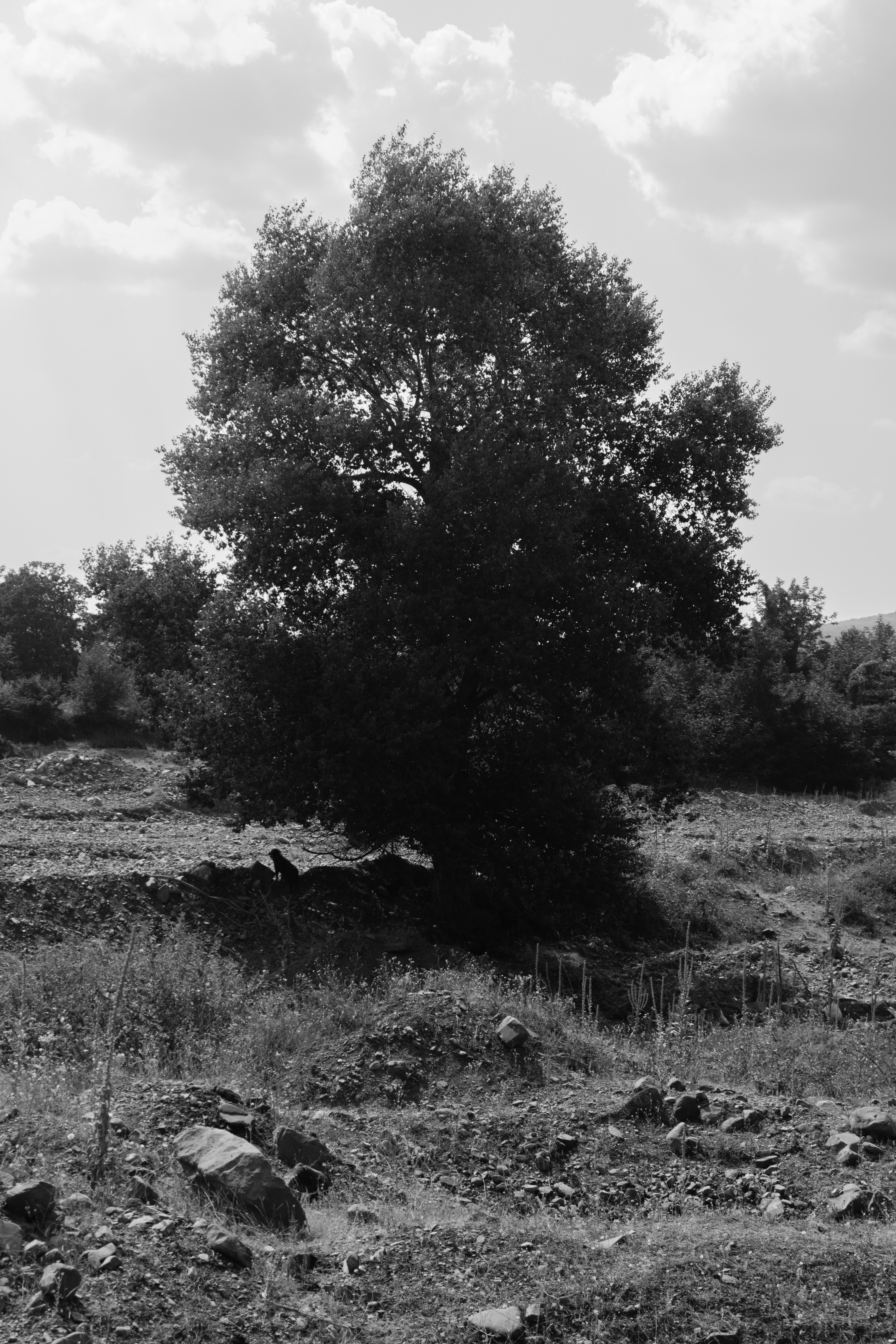 Isolated Tree Standing Above a Rugged Field
