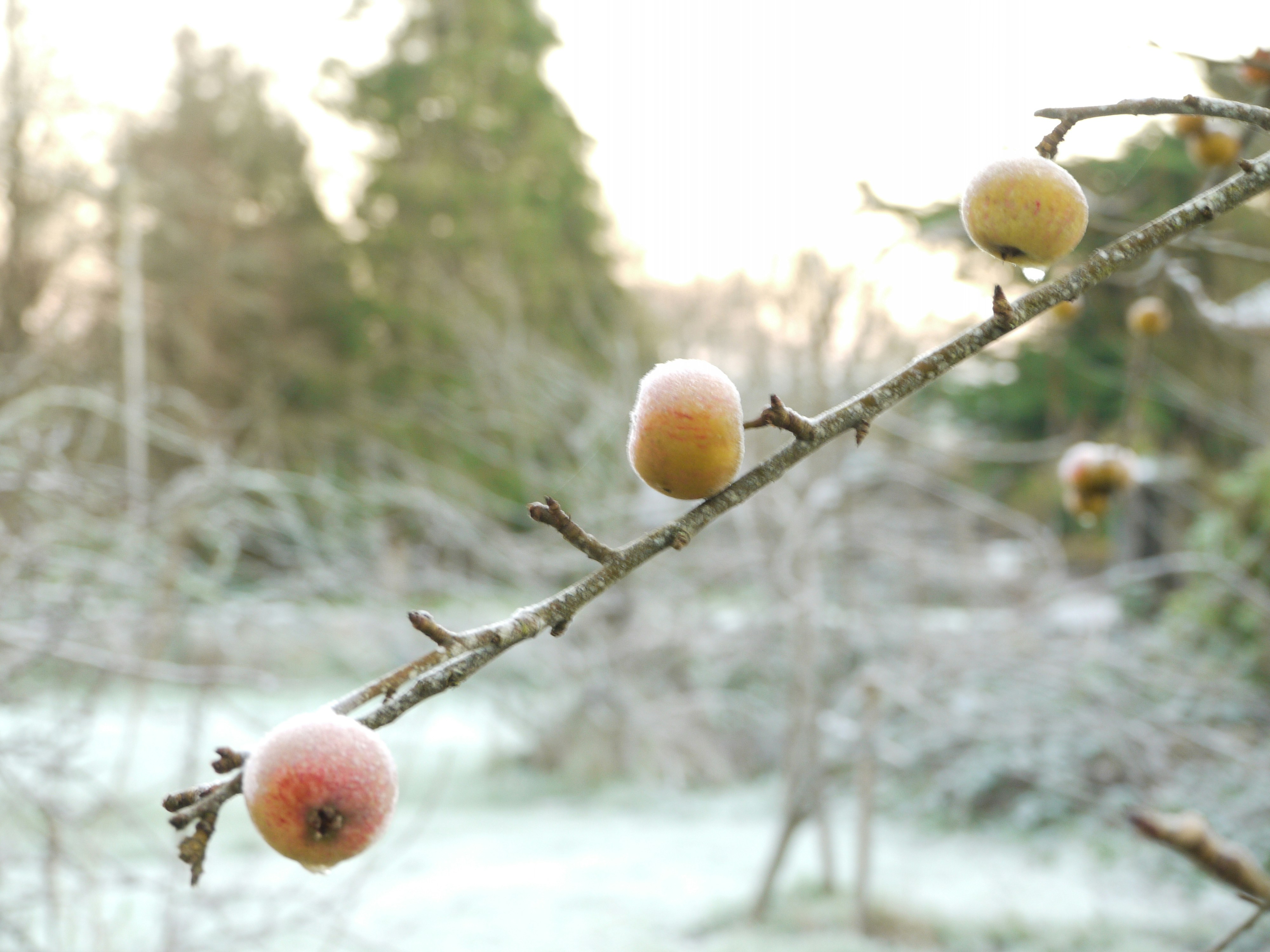 Frozen apples on a bare branch in winter.