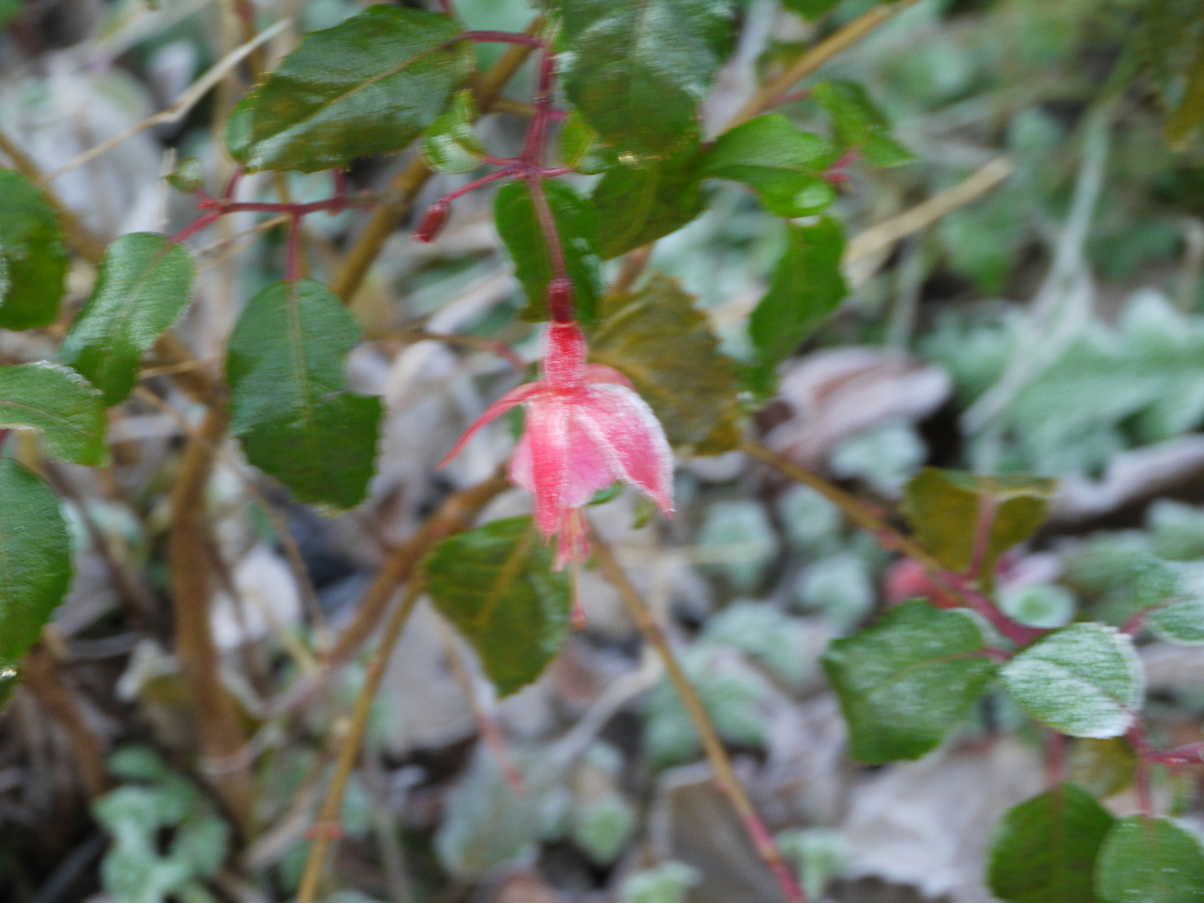 Petaled Pink Bloom Framed by Frosted Leaves