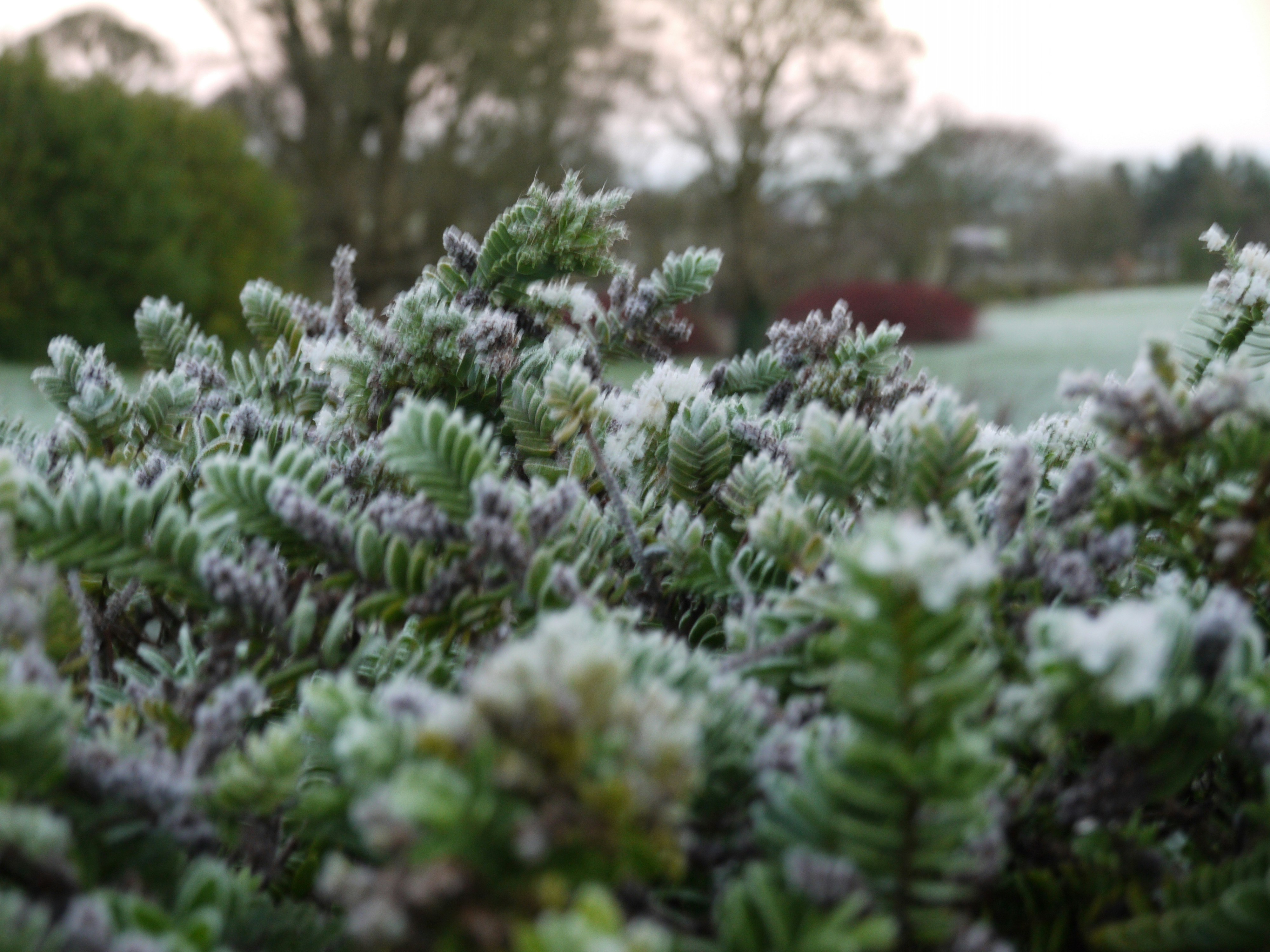 Frosted Ferns in Soft Morning Light