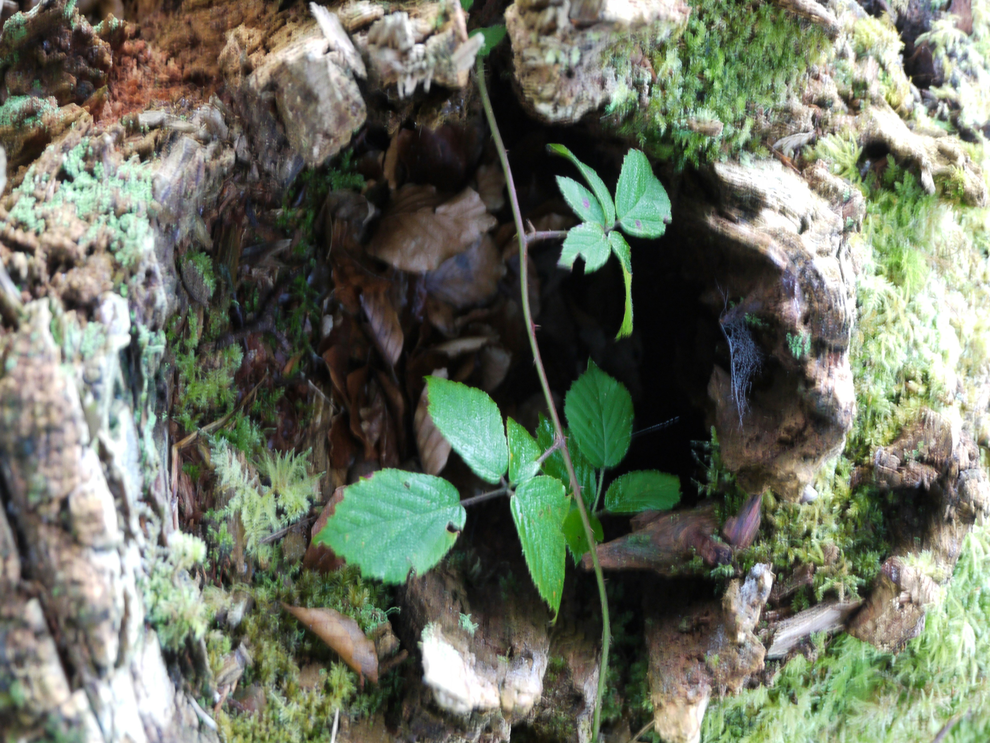 Hidden Green Door: Mossy Hollow in a Forest Floor