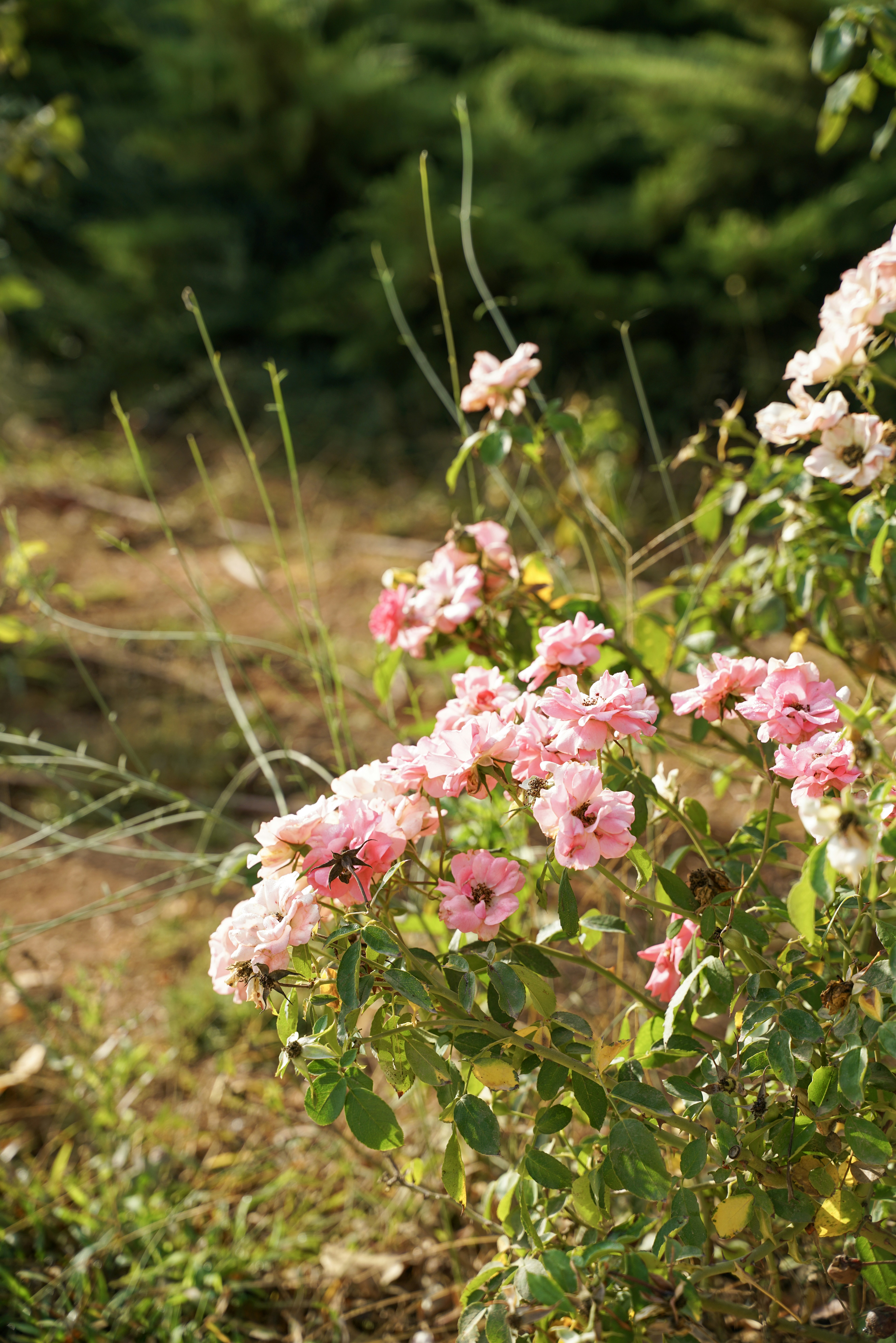Soft-pink roses in warm sunlit garden