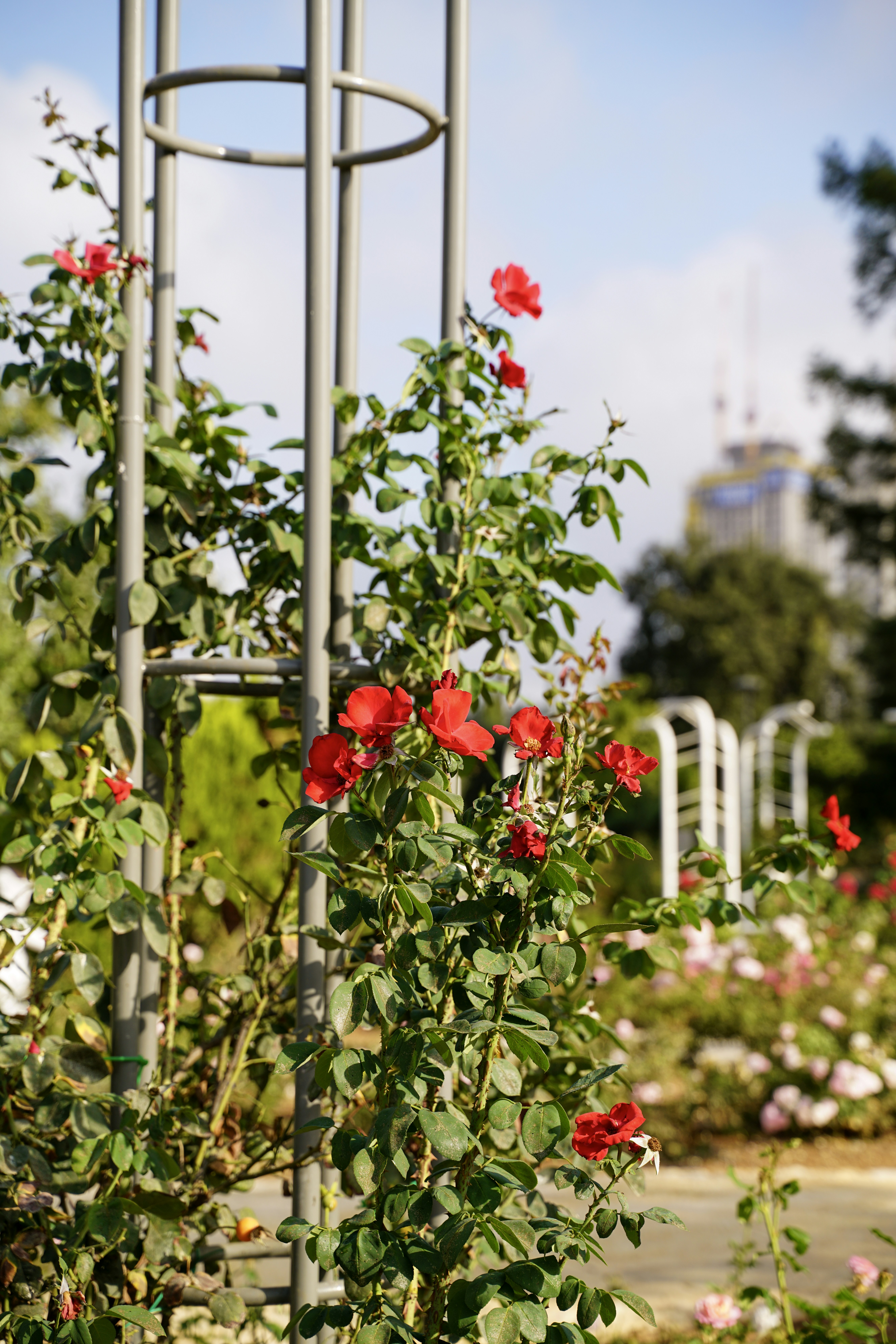 Red Roses in Aerated Garden Frame