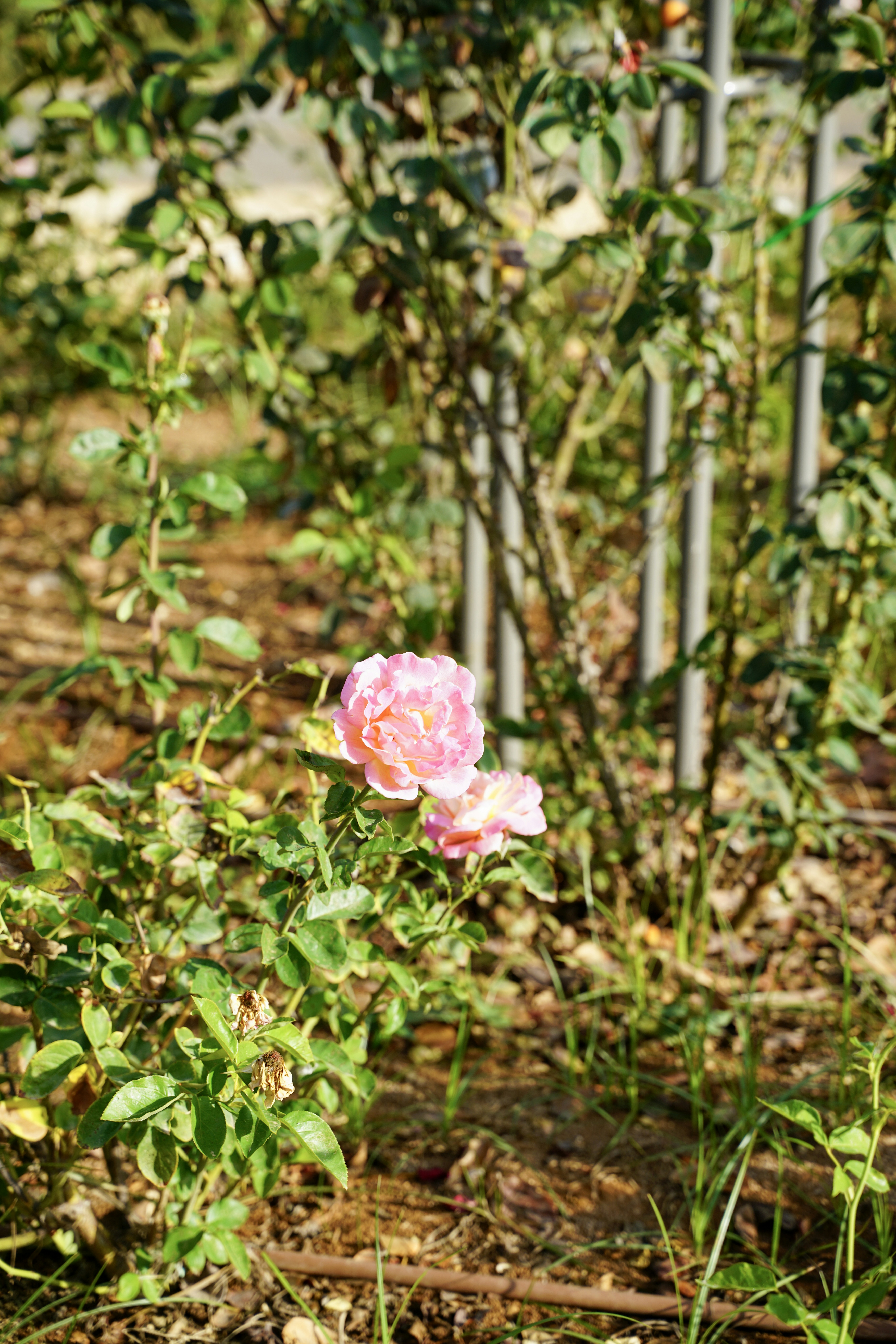 Pink Rose in a Quiet Garden Row