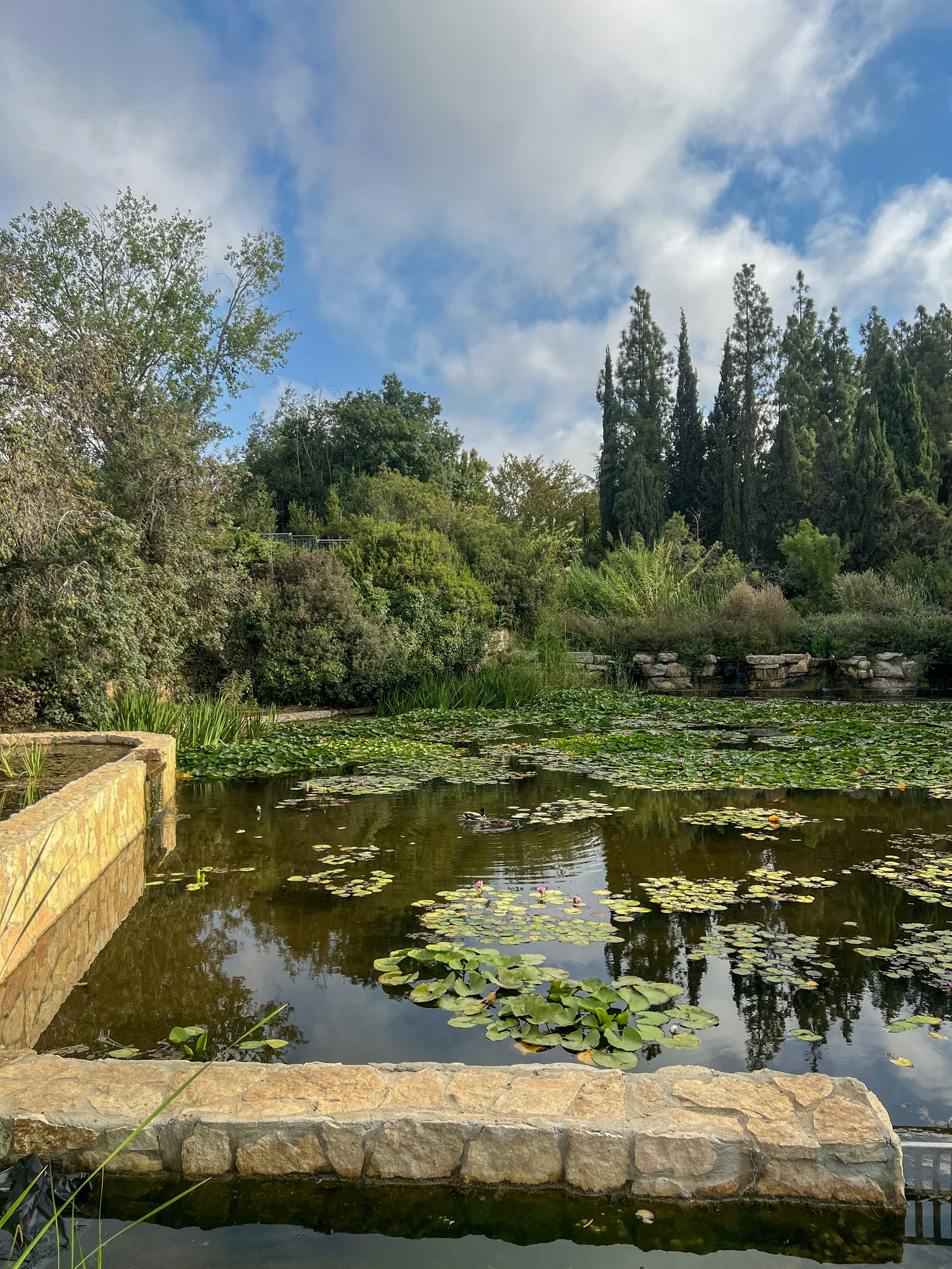 Serene Pond with Lily Pads Framed by Lush Banks