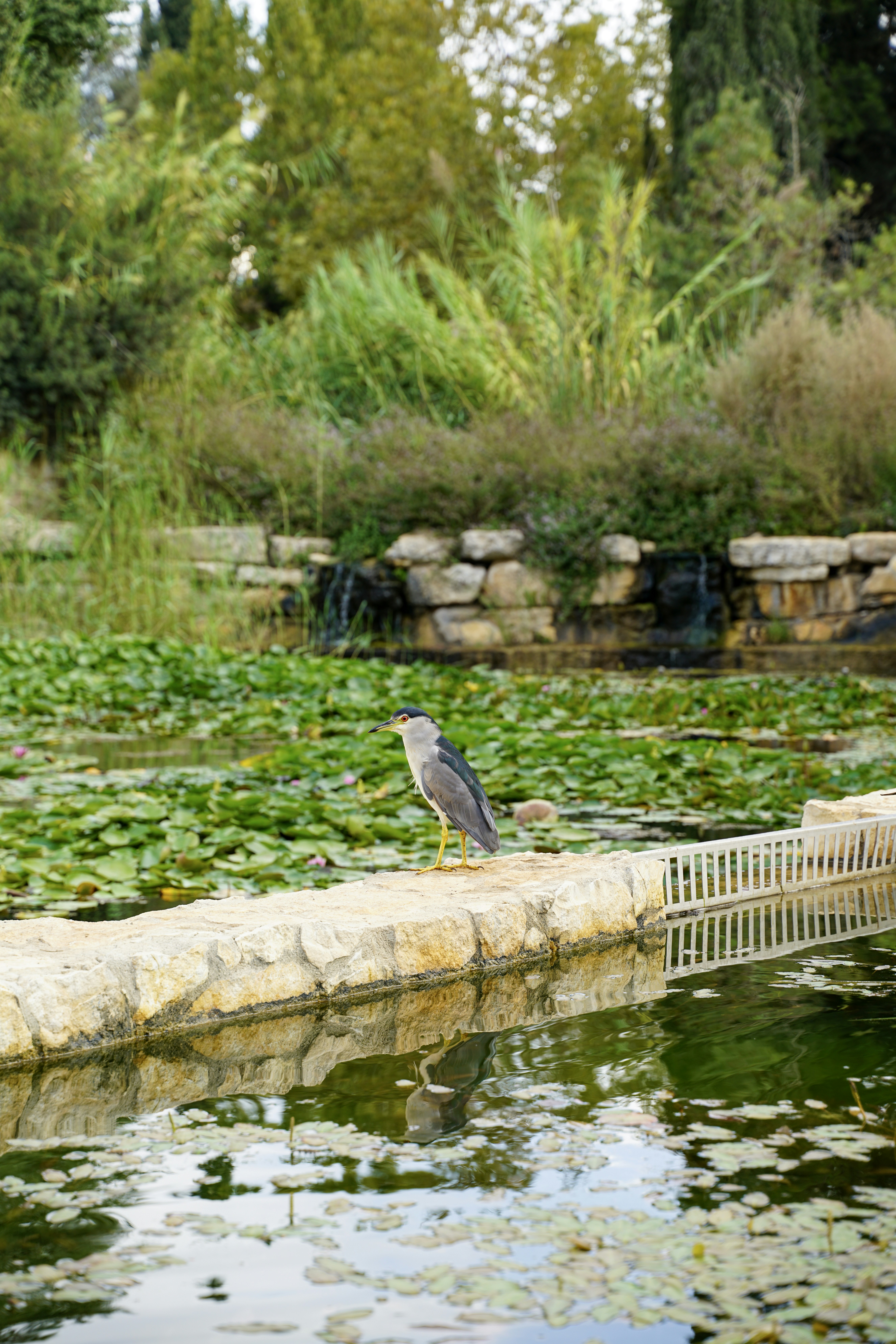Grey Heron Stance on a Limestone Edge Over a Reflective Pond