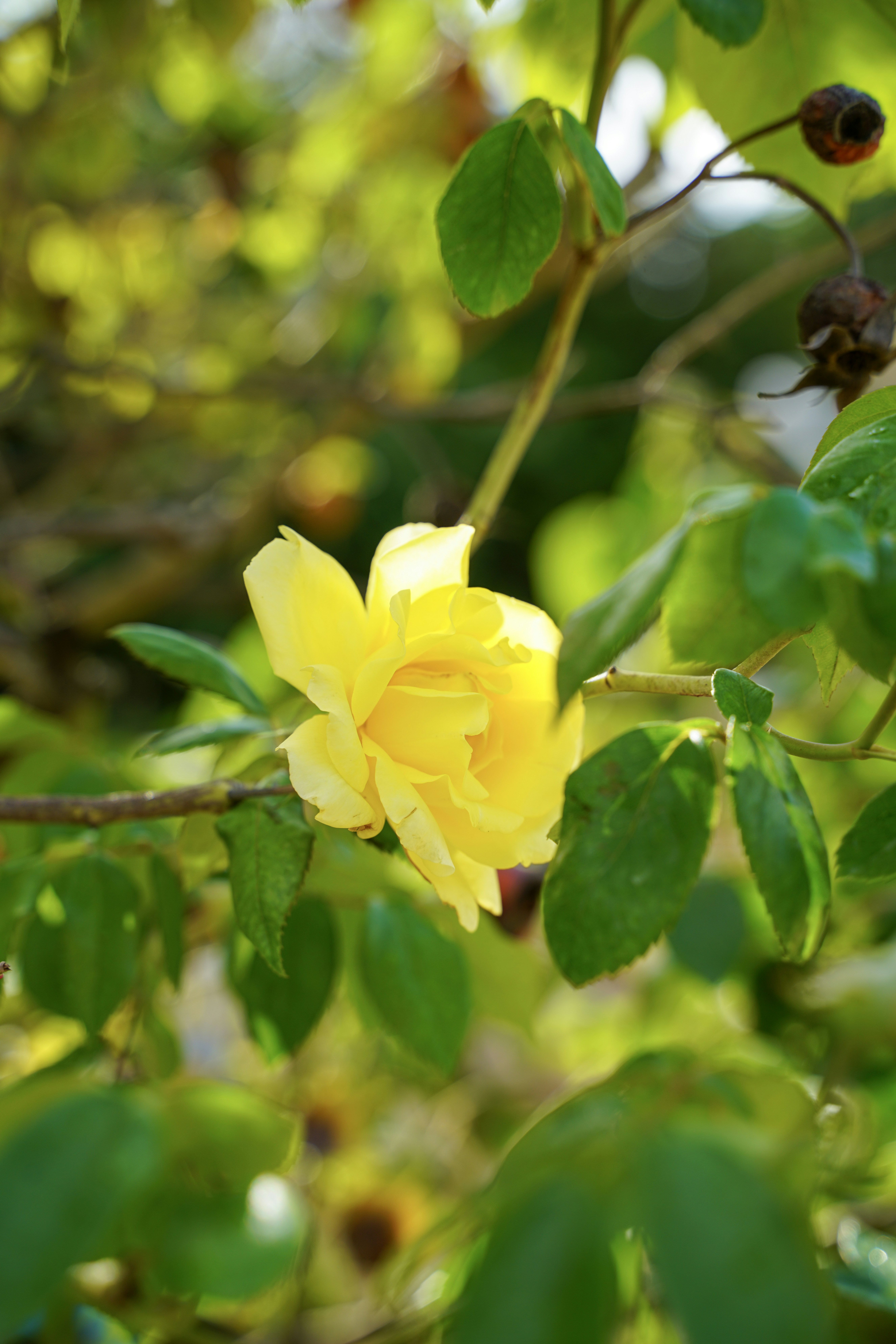 Golden Petal in a Quiet Green Nook