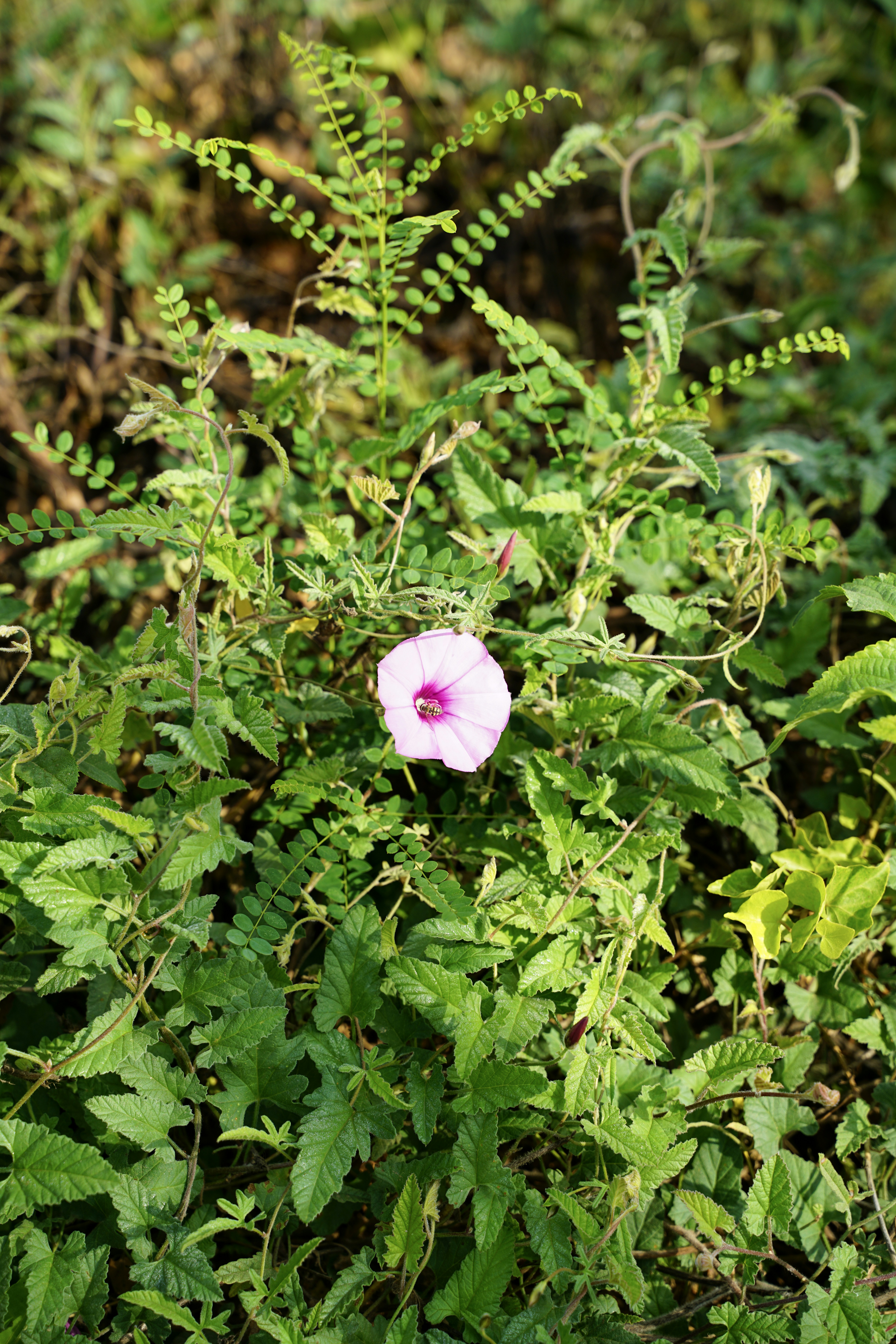 Morning Bloom: Pink Morning Glory Among Green Tendrils