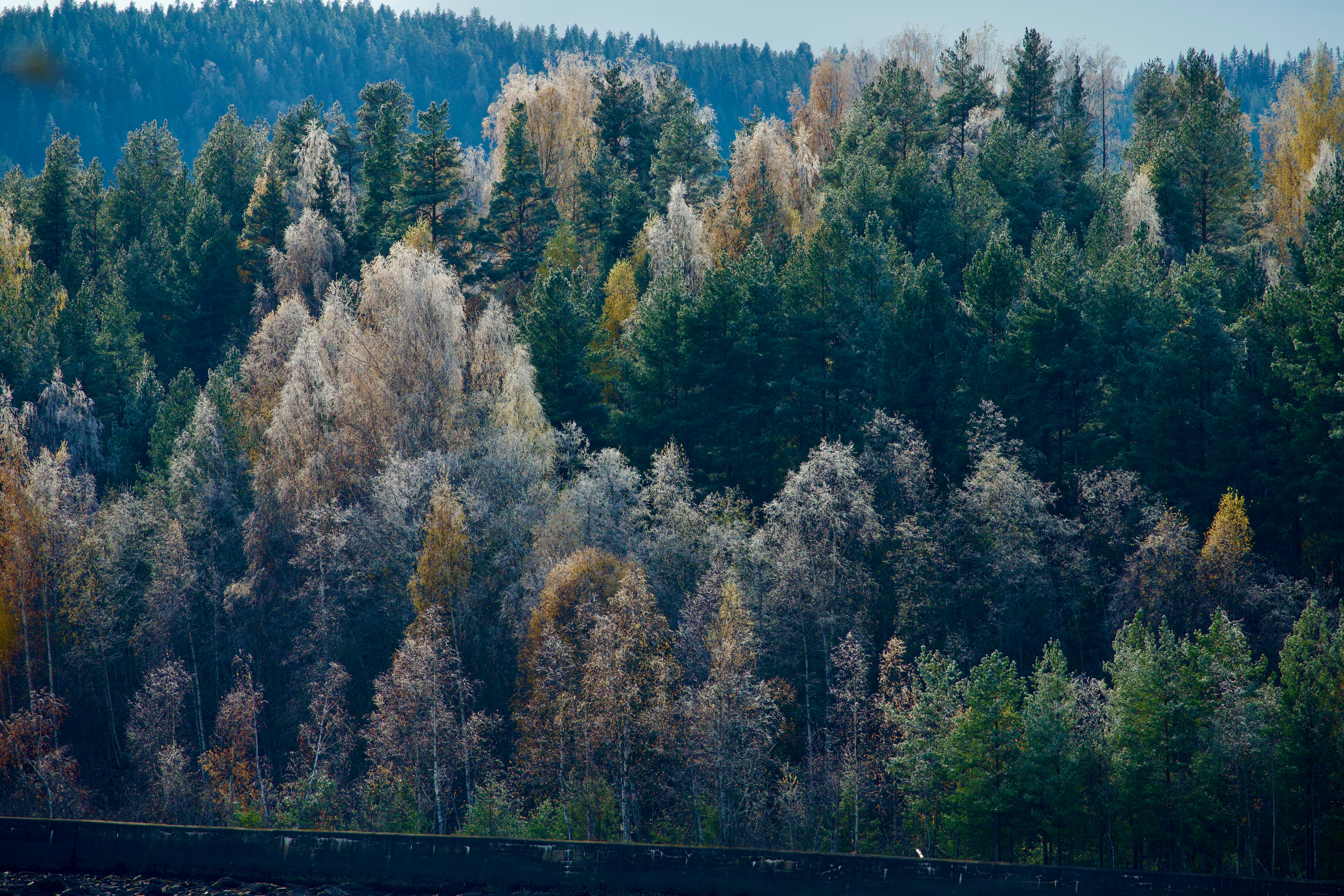 Autumn Ridge: Quiet Pines Fold into Fogged Light