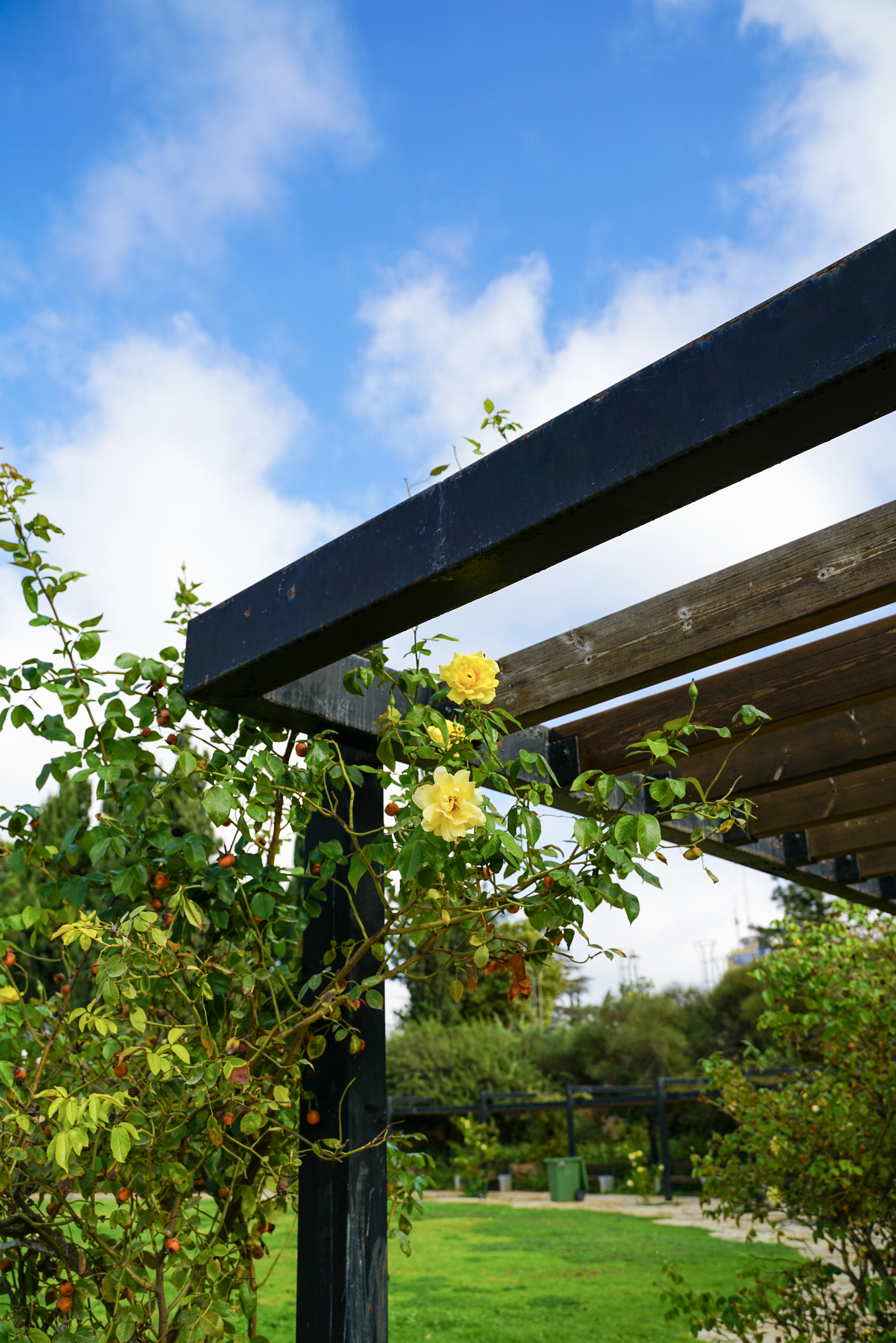 Yellow Roses and Pergola in Sunlit Garden