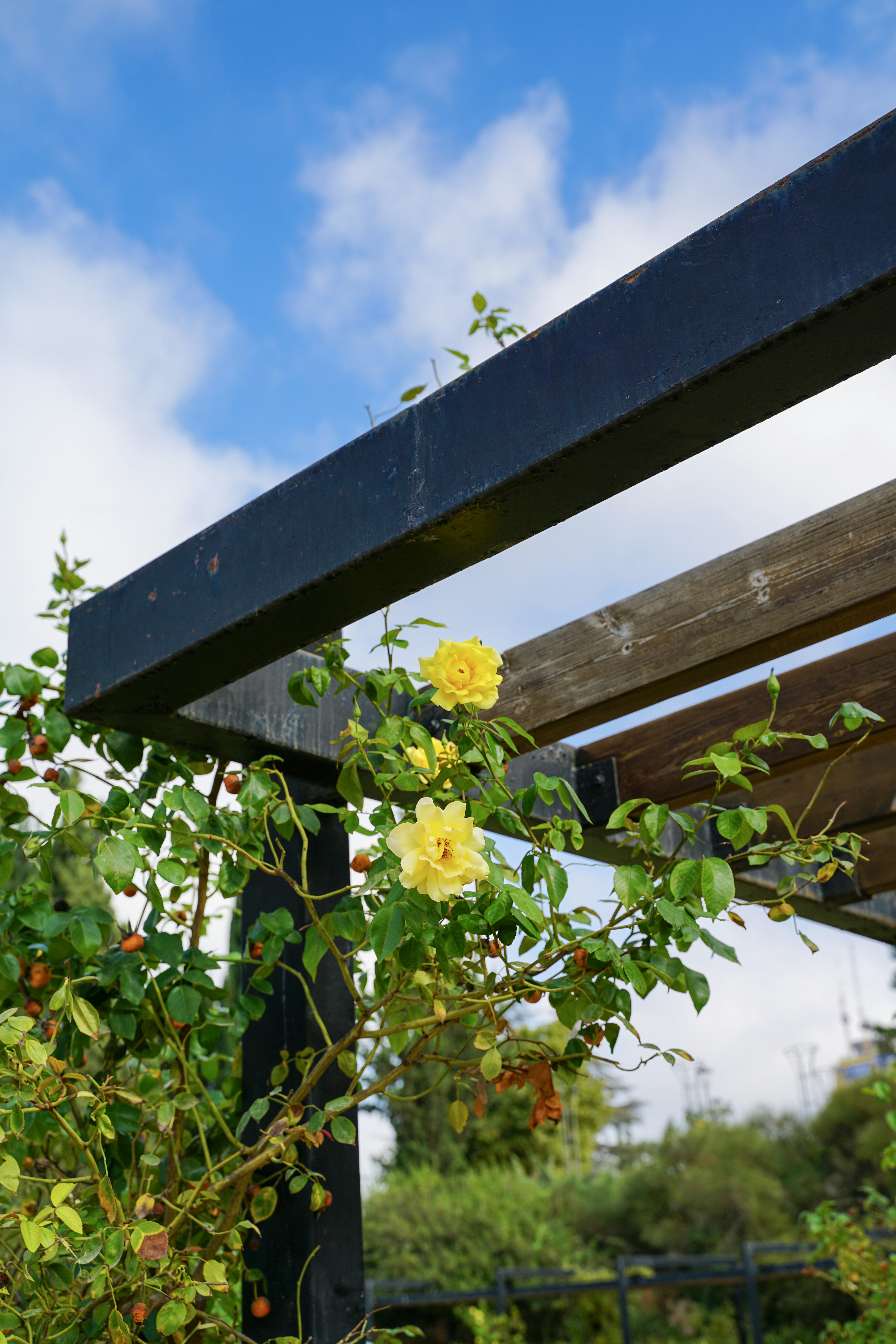 Yellow Roses Climbing a Wooden Pergola Under a Bright Sky