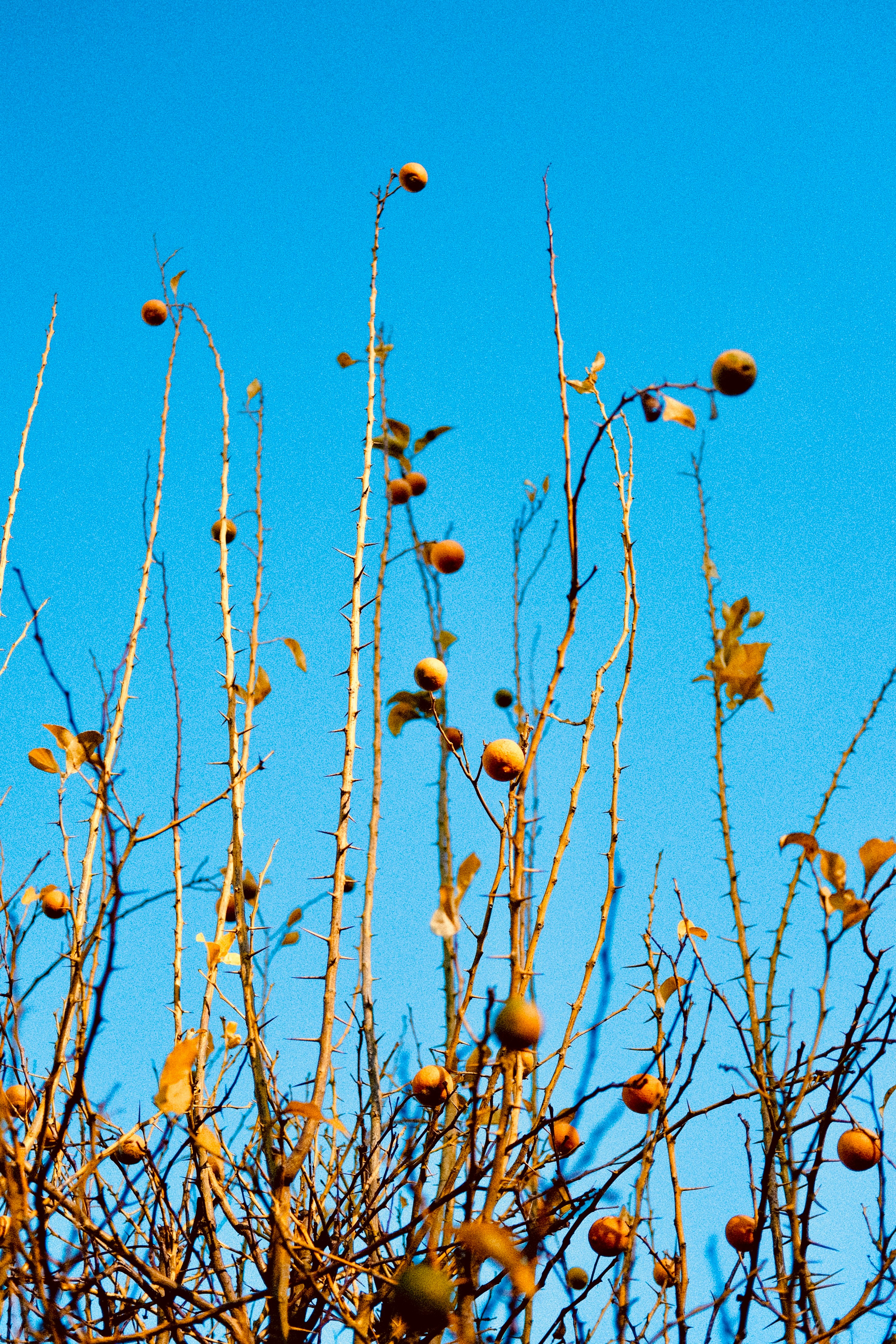 Bare Branches Reaching for a Cerulean Sky