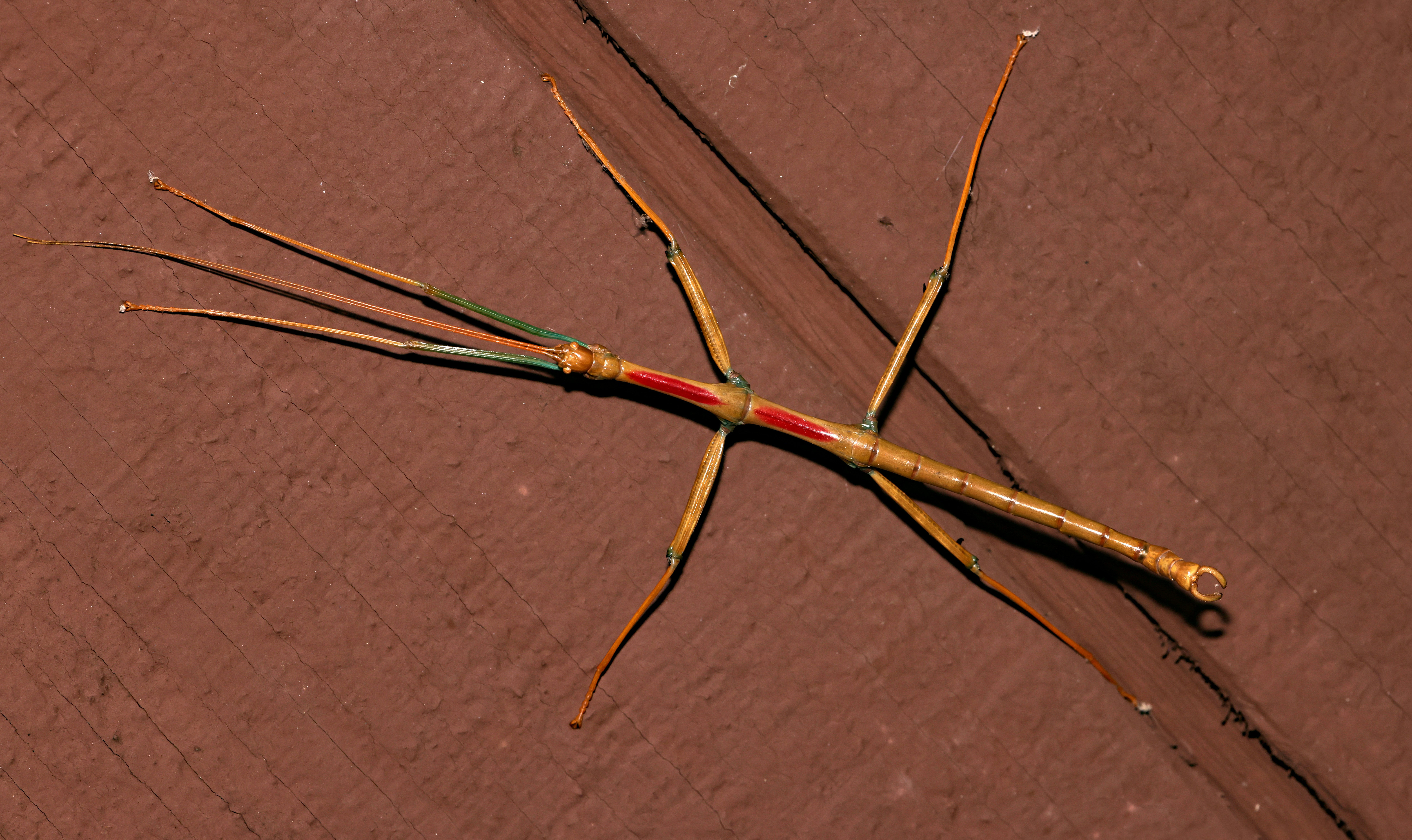 Crisscrossed Twig on Weathered Planks