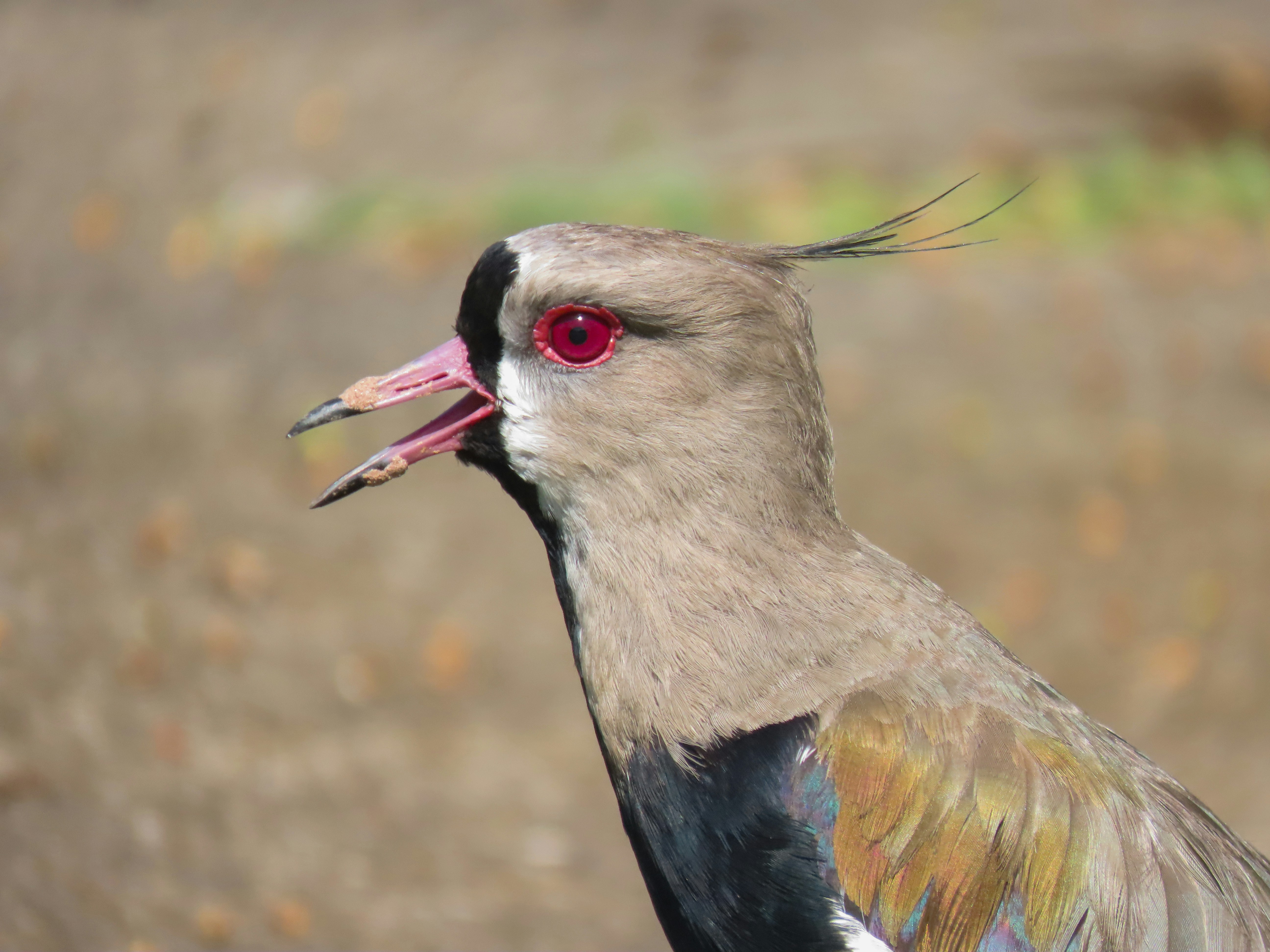 Red-eyed Ibis in close-up: a moment of vocal display