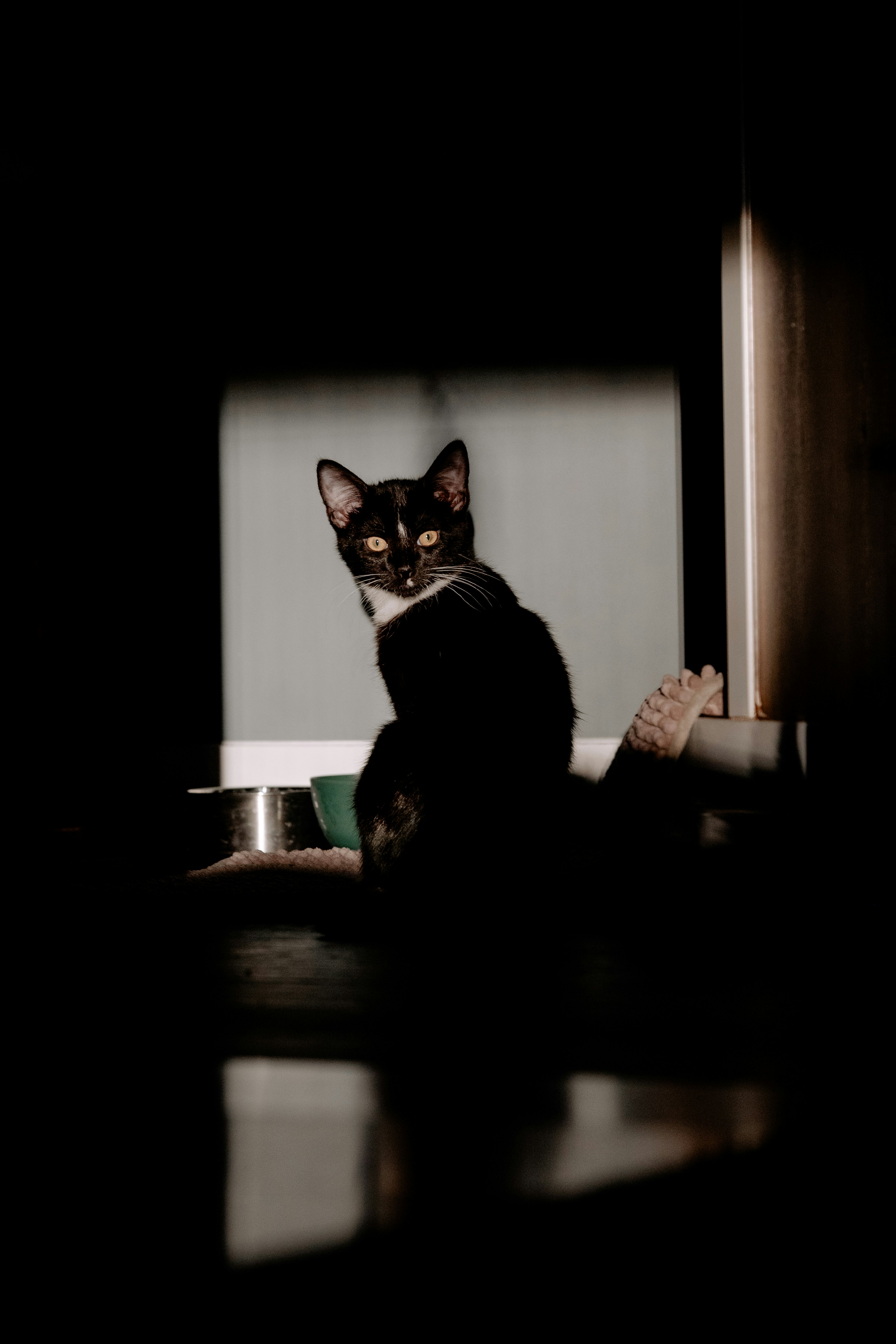 A tuxedo cat stares back into the sun.