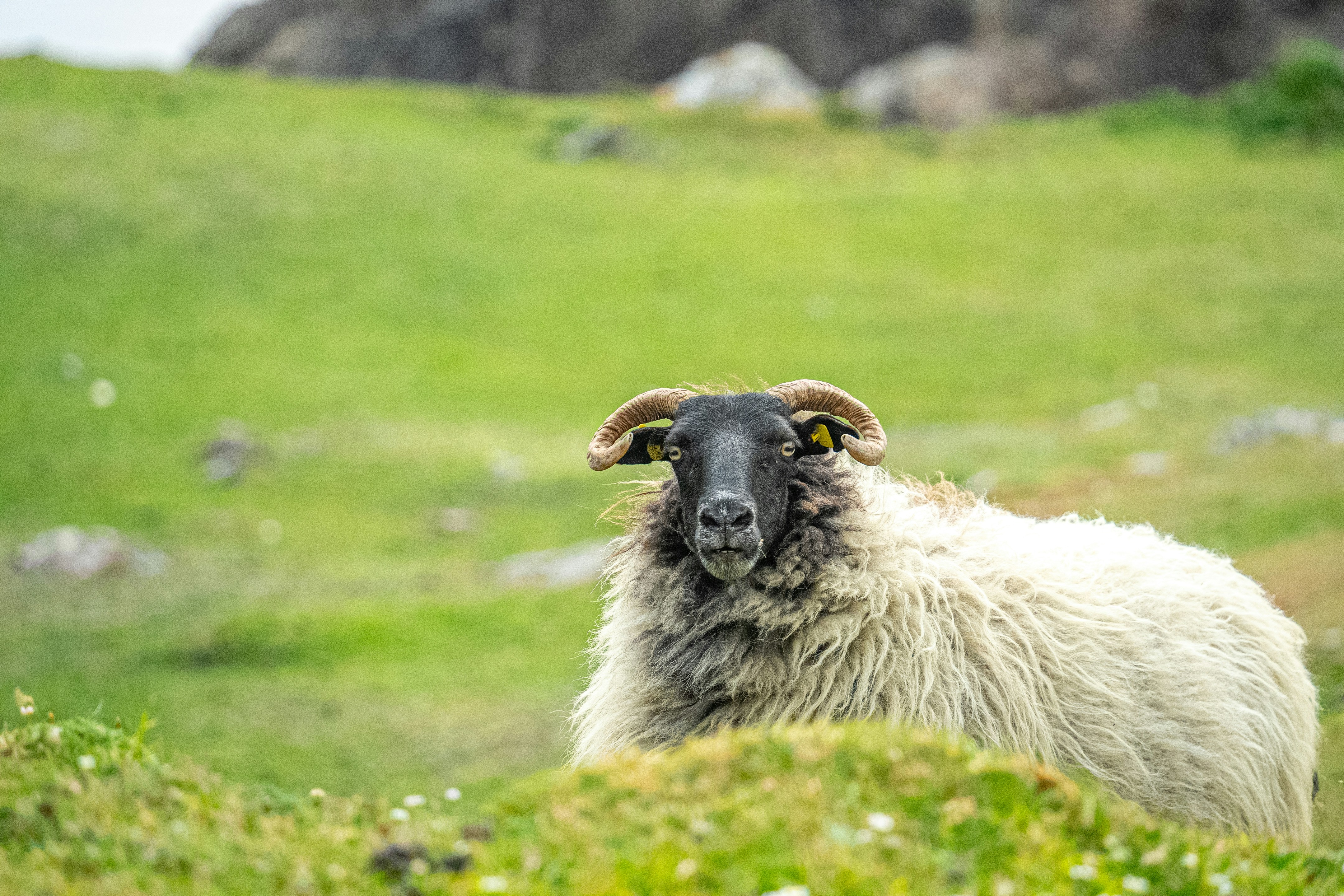 Ruminant Gaze: A Highland Sheep Amid Green Knolls
