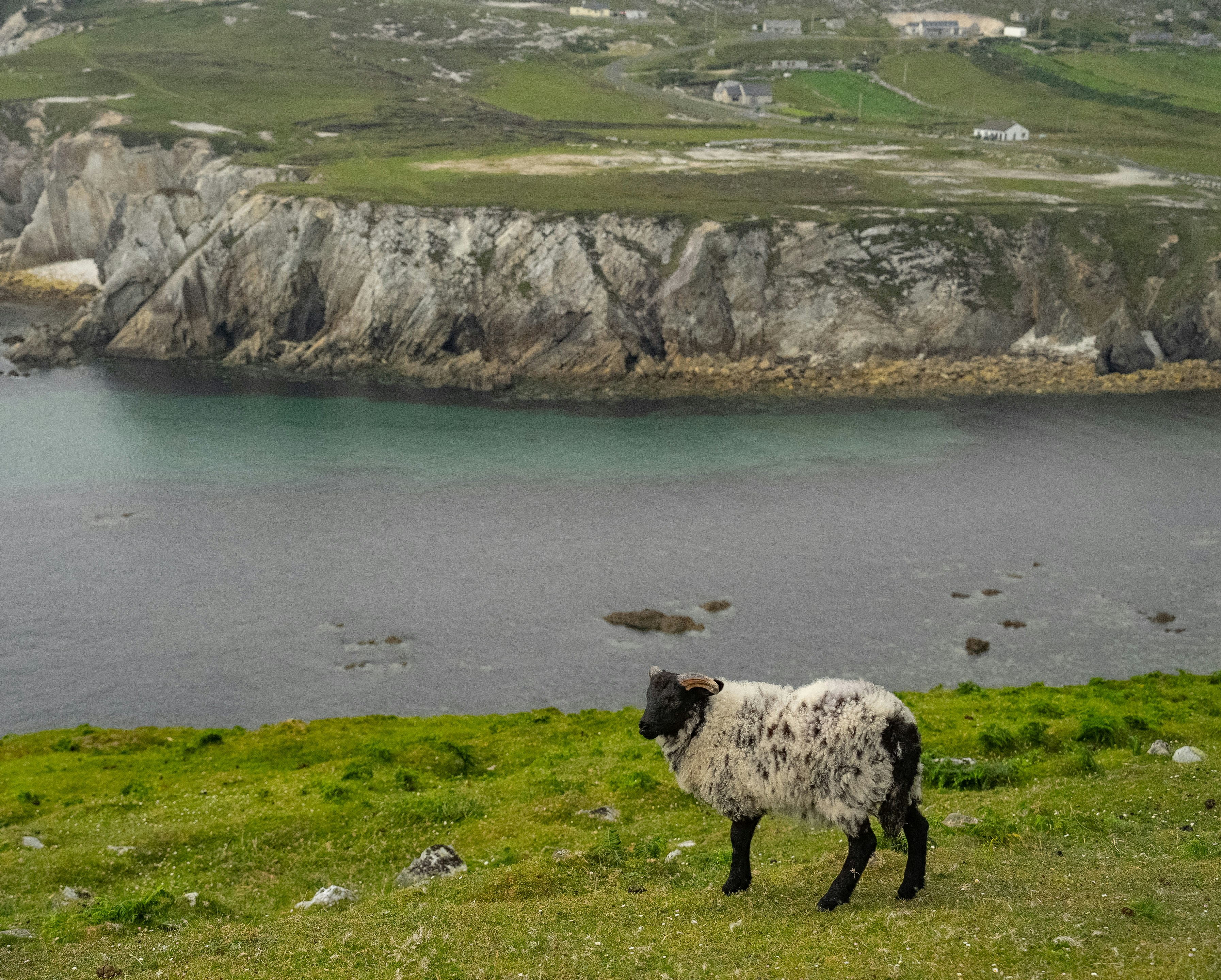 Pasture Guardian by the Cliffside
