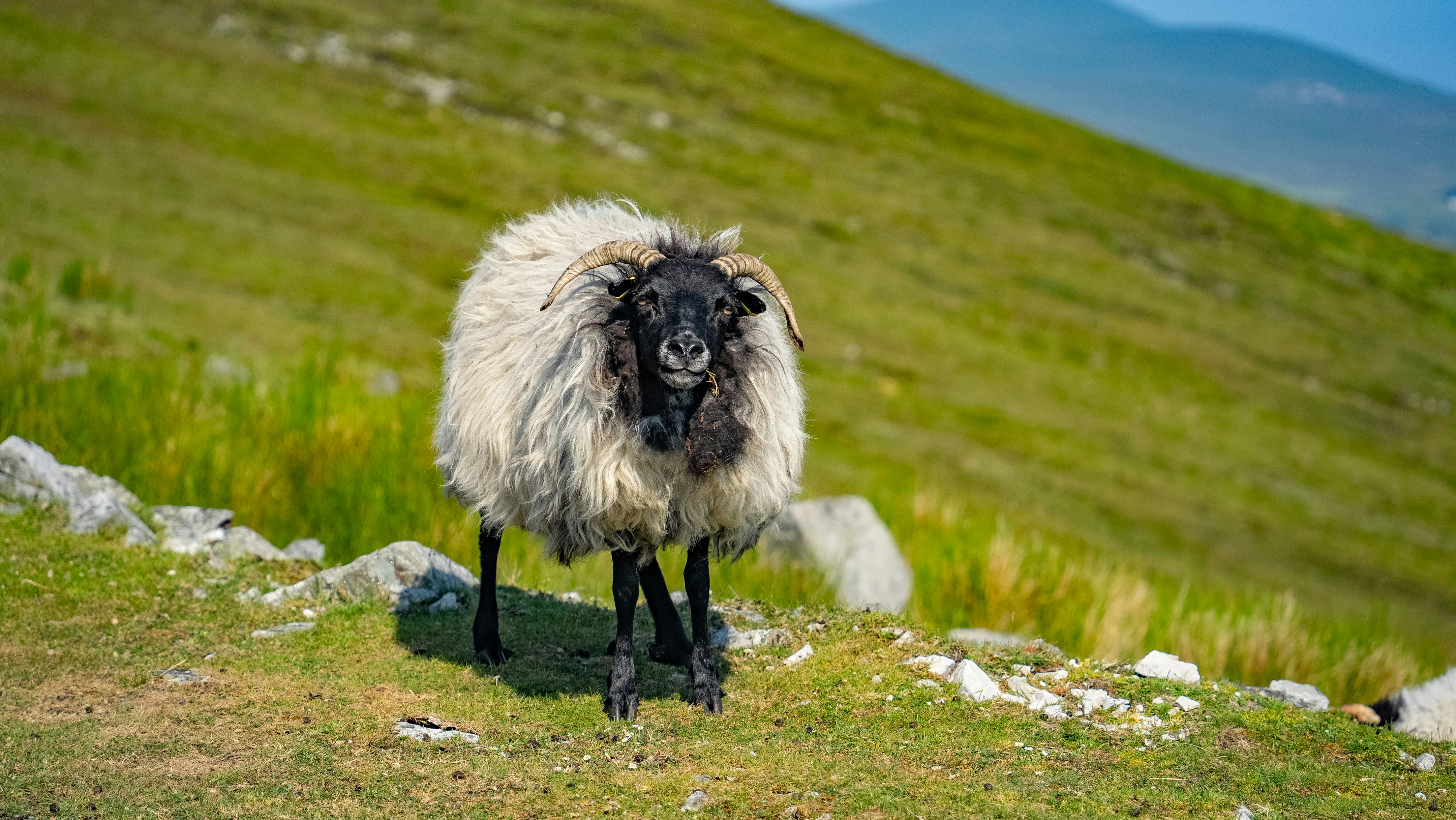 Untamed Wool on the Hill: A Lone Sheep Stares Down the Green Slope