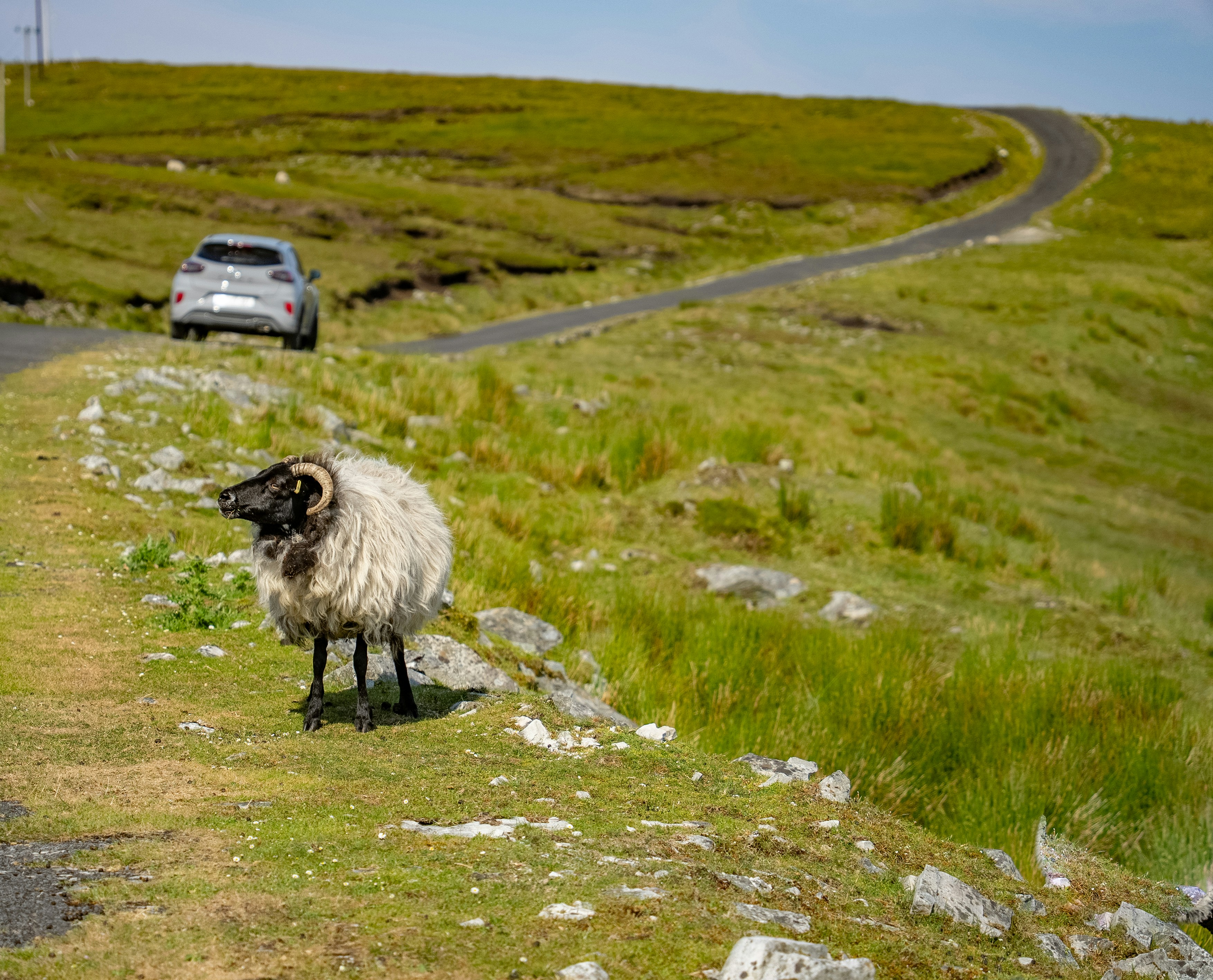Ram and Road: A Lonely Sheep Stands Grounded as a Car Passes by on the Rise