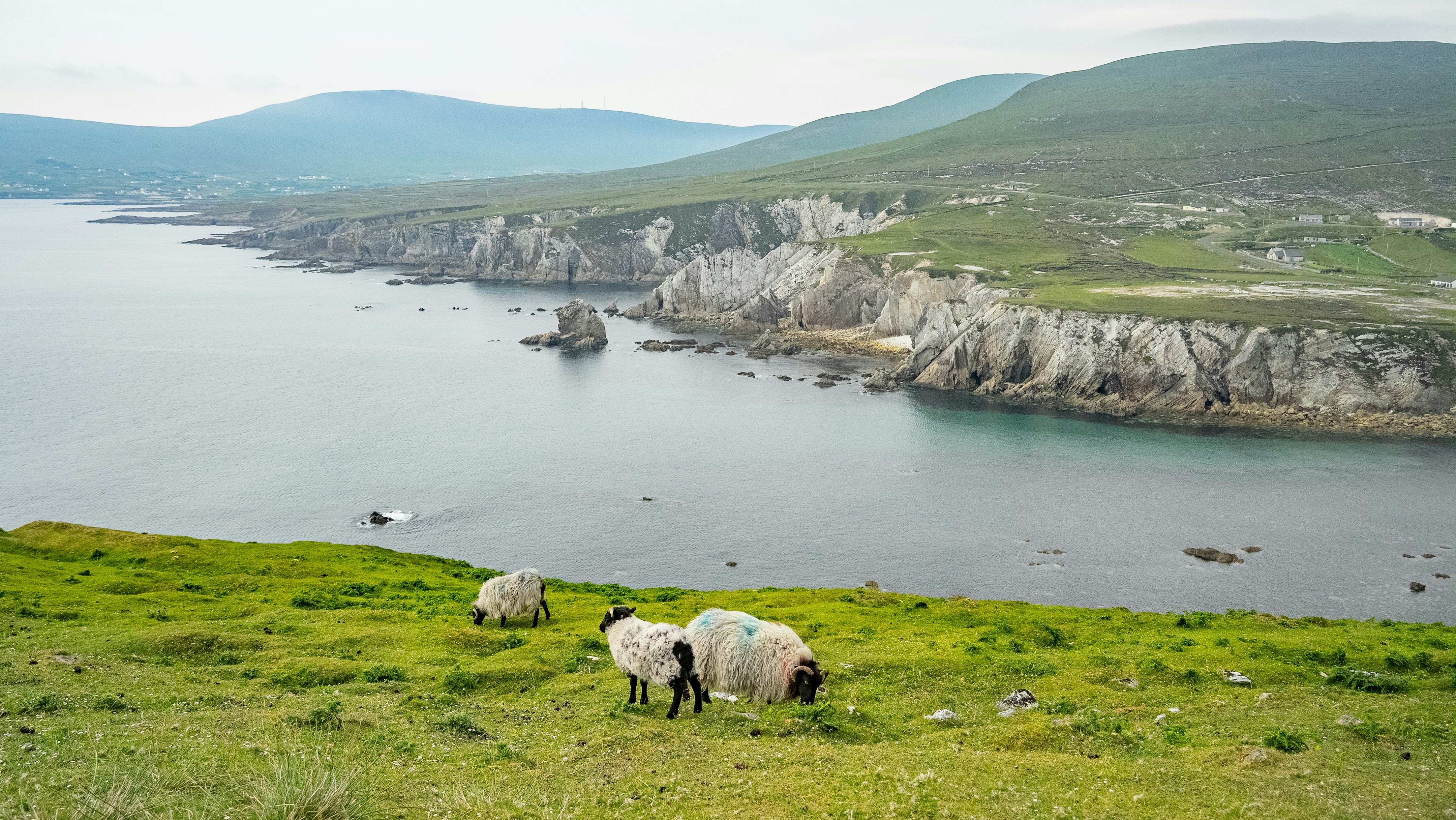 Pasture of Quiet Cliffs: Sheep on the Irish Coast