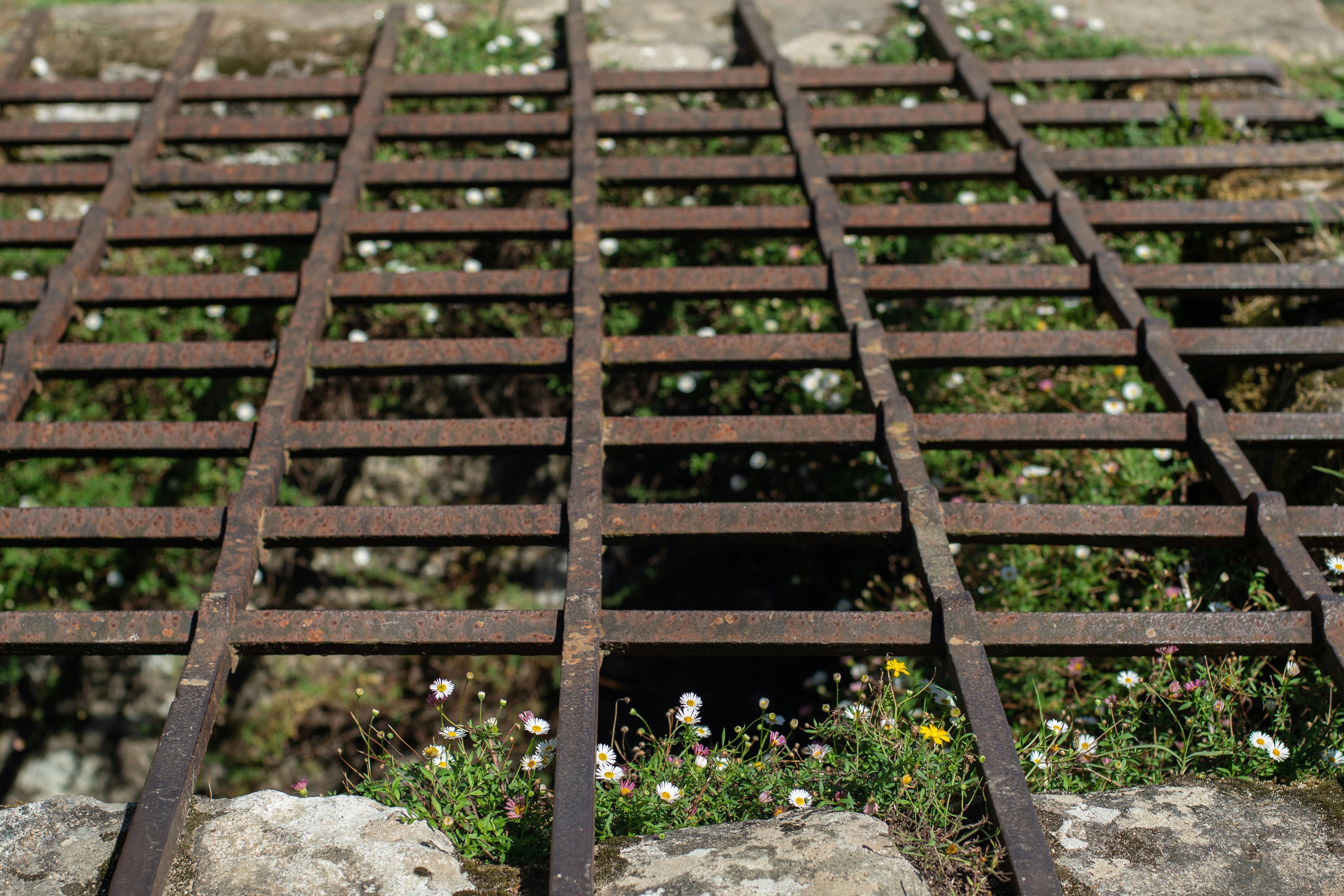 Rust Grid Overgrowth: Iron Lines Framing Quiet Wildflowers