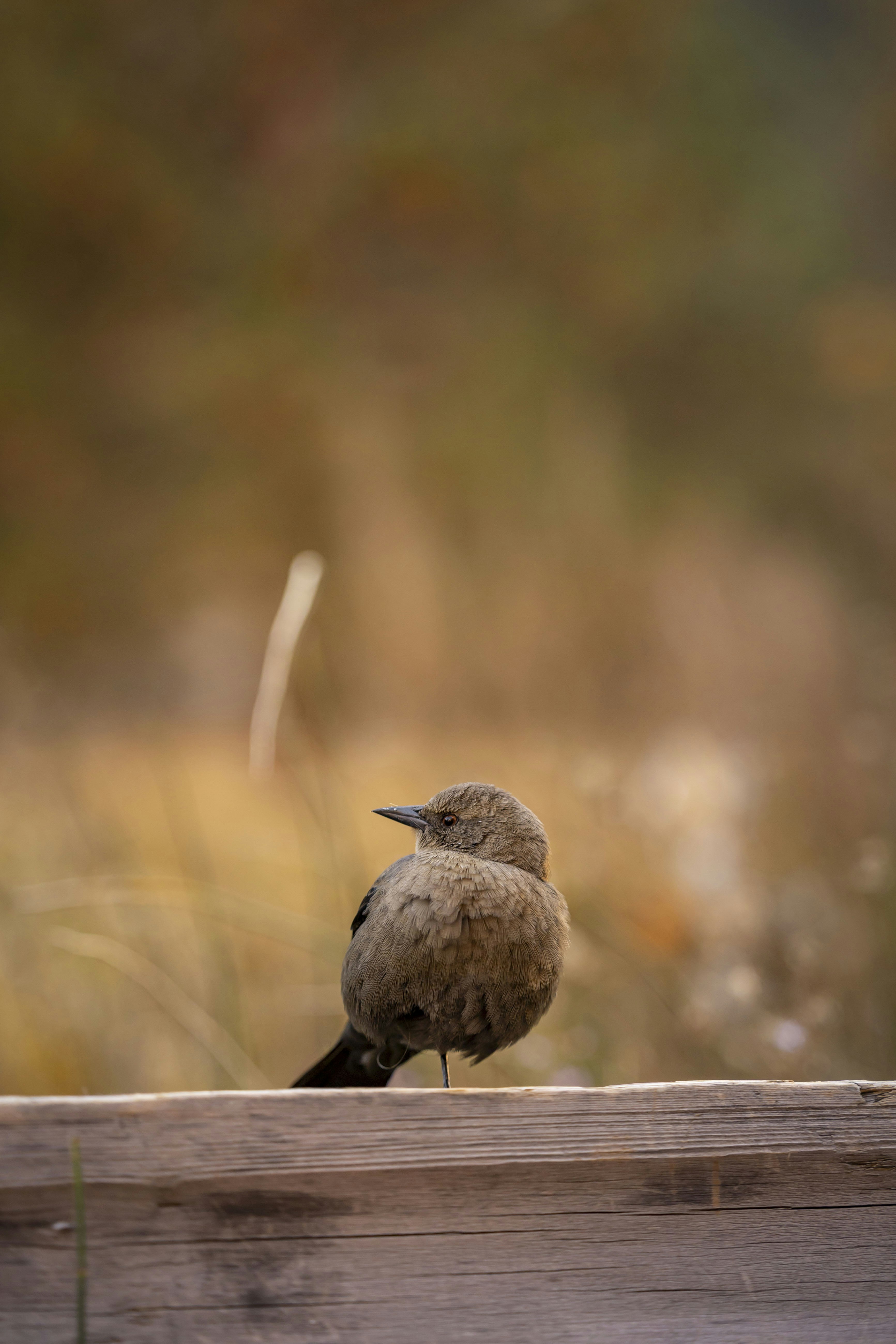 Muted Rustle: A Small Bird Perched on Weathered Wood