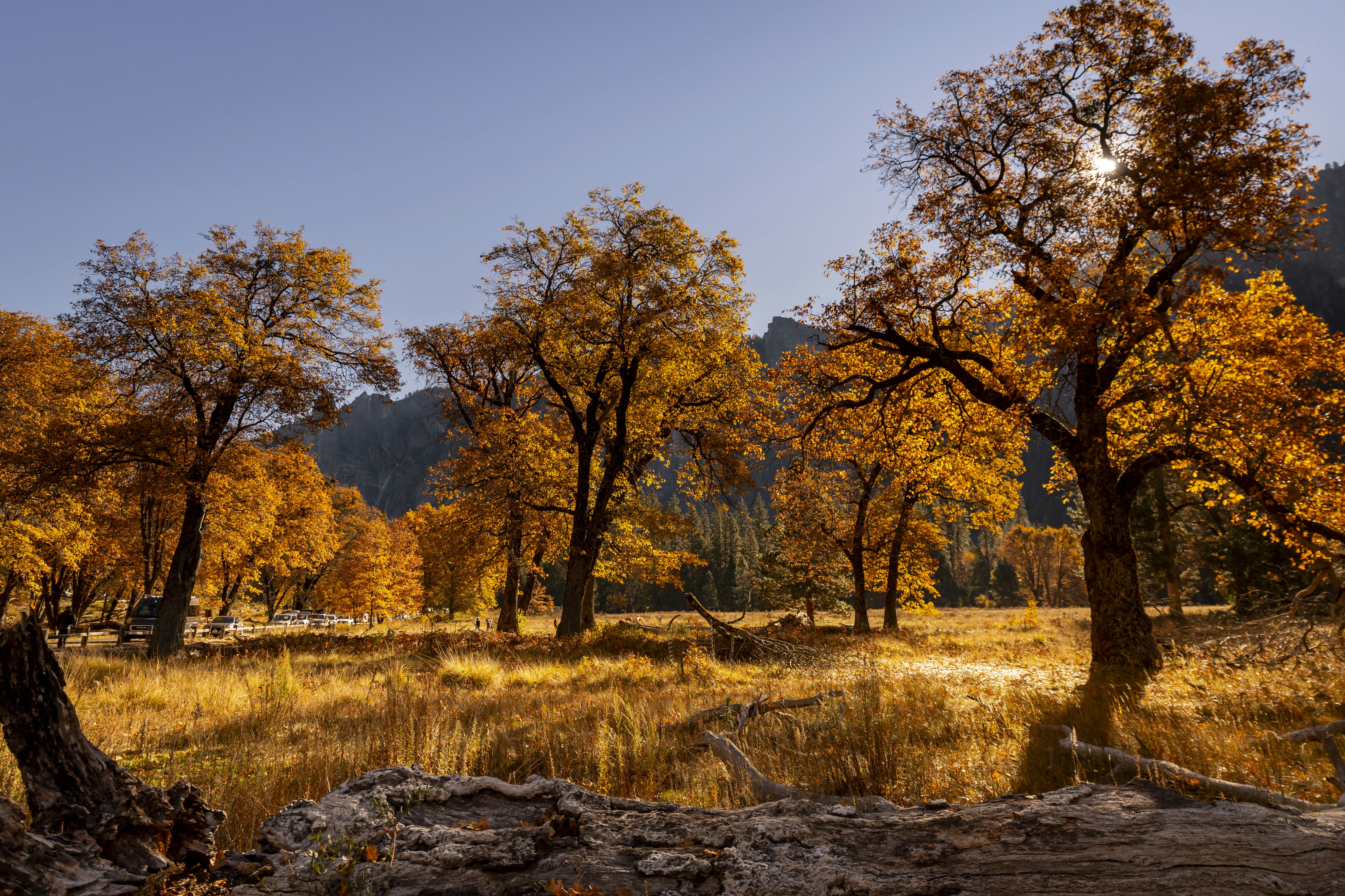Golden autumn trees in a sunlit meadow.