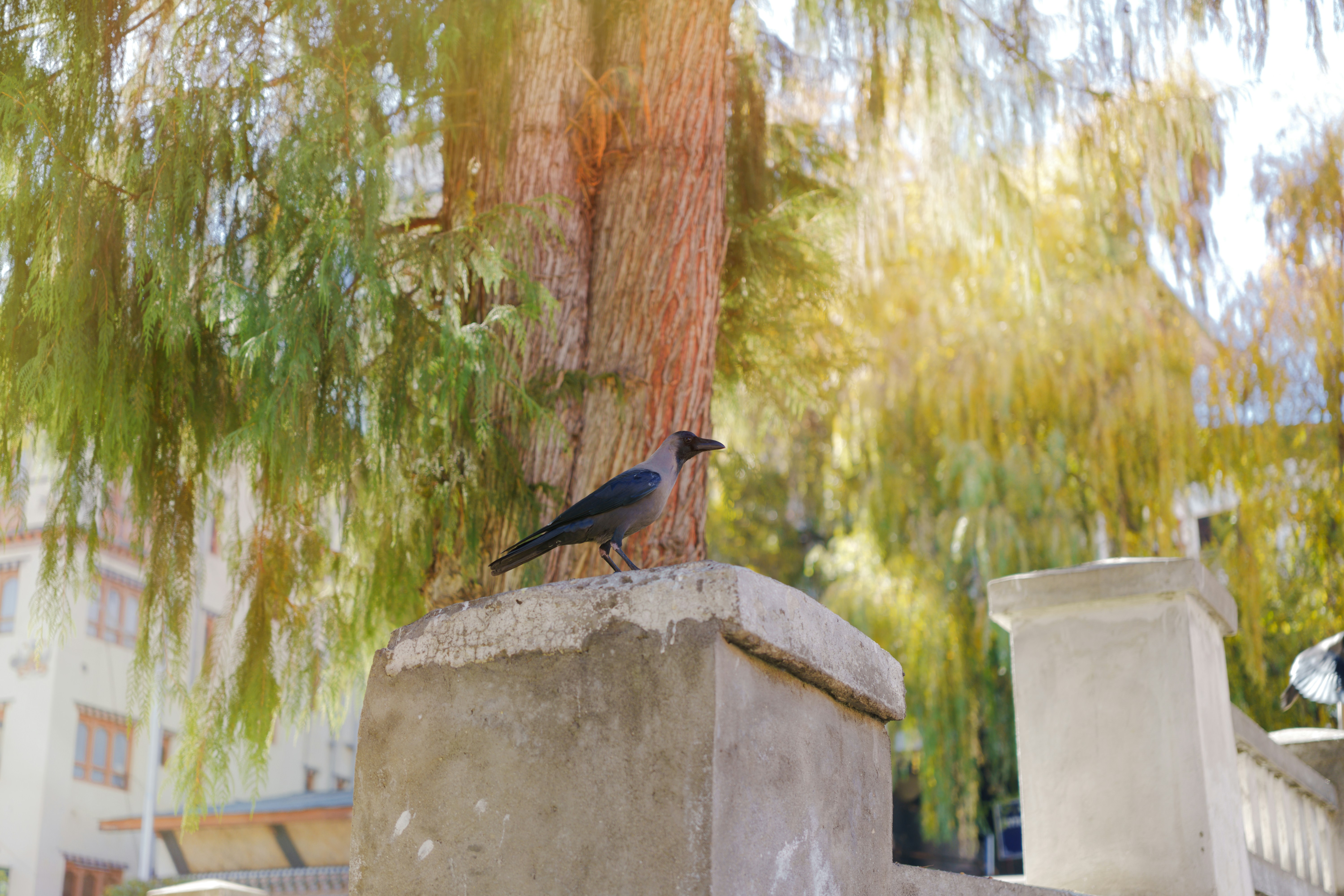 Crowned on Concrete: A Black Bird Framed Above the Courtyard Wall