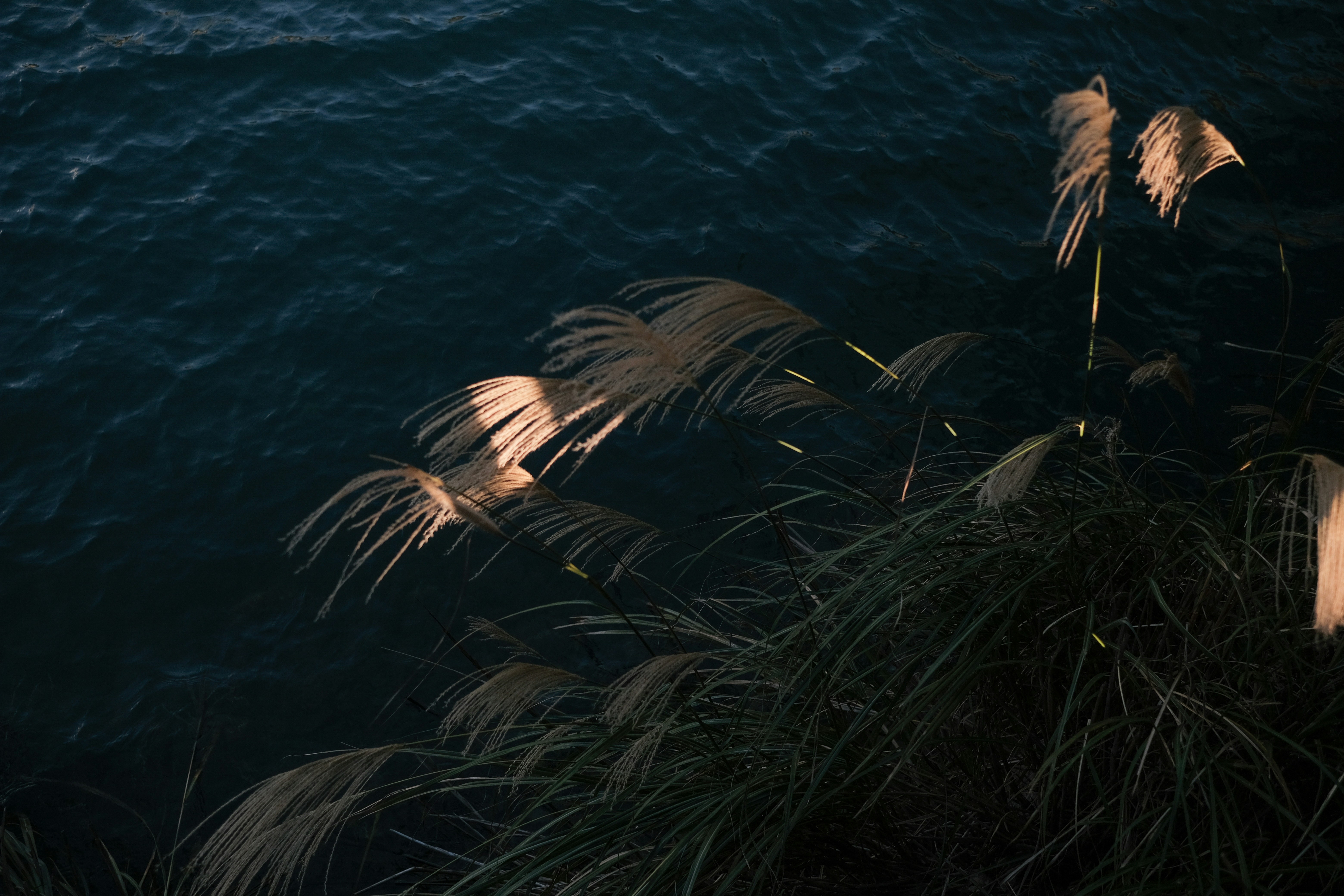 Dramatic Evening by the Water's Edge