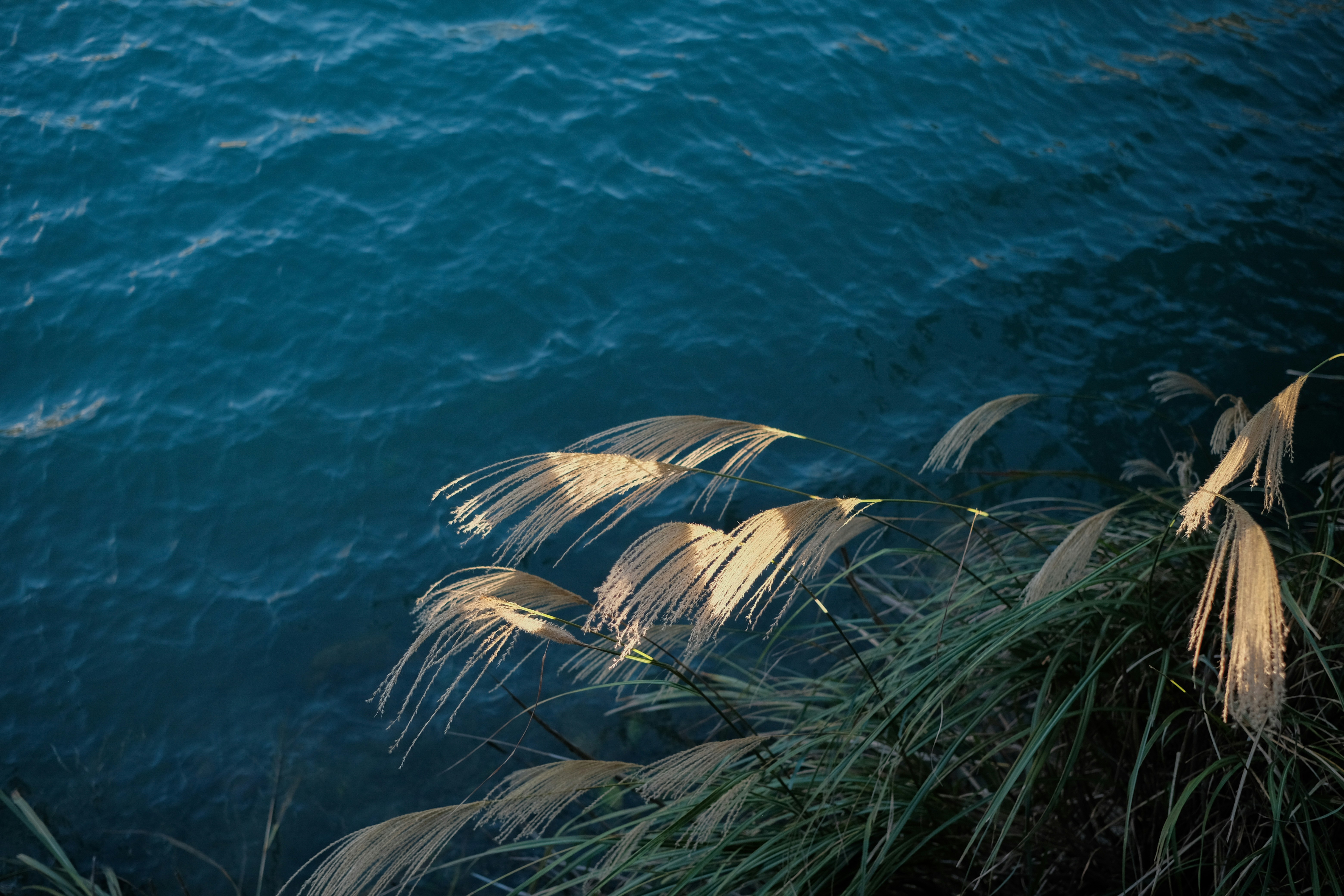 Golden Reeds above Coastal Blue