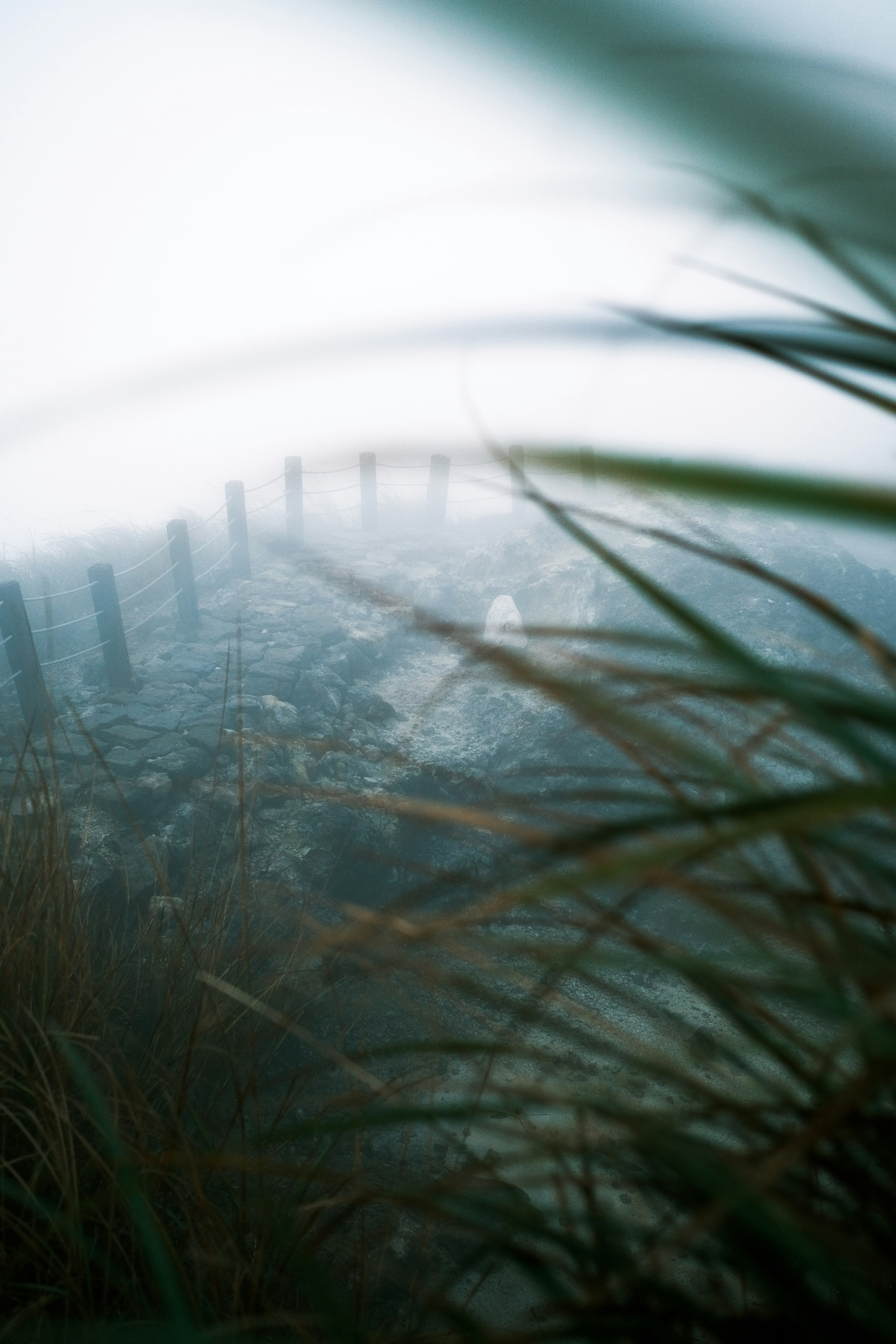 Fog-Quiet Path through Weathered Fence and Grasses