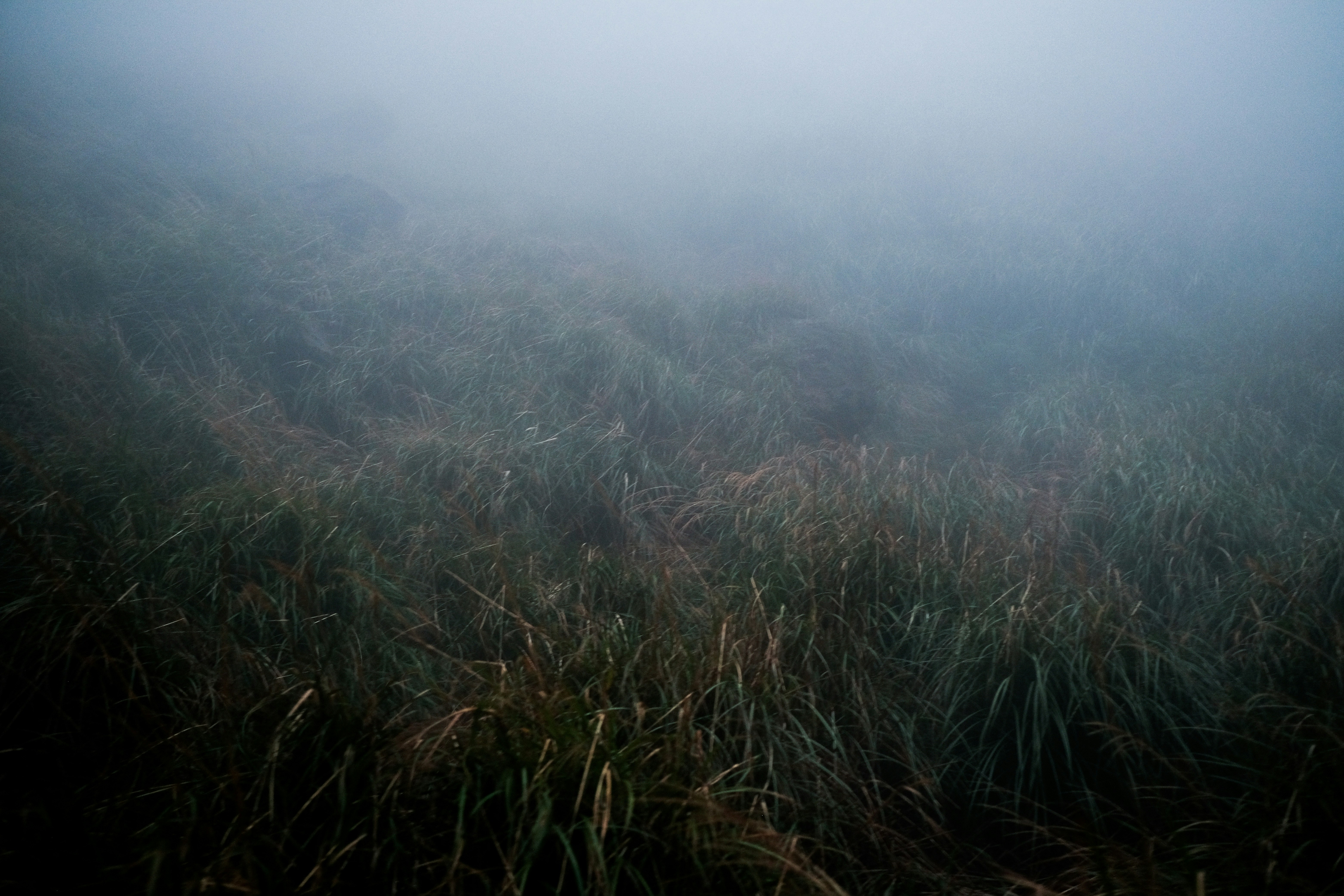 Mist-veiled Grassland: The Quiet Edge of Dawn