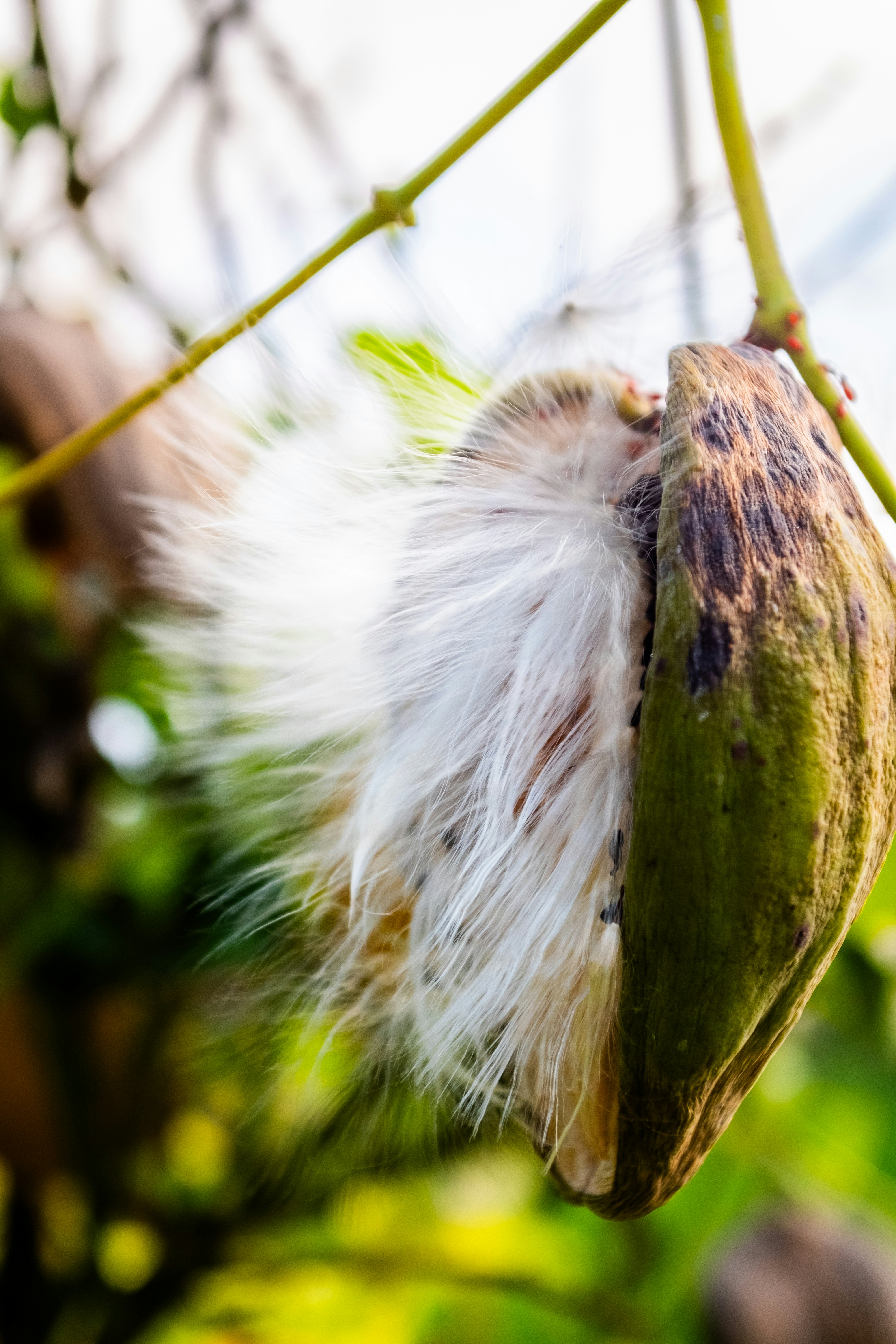 Opening the Pod: A Cocoa Pod with Soft Fur