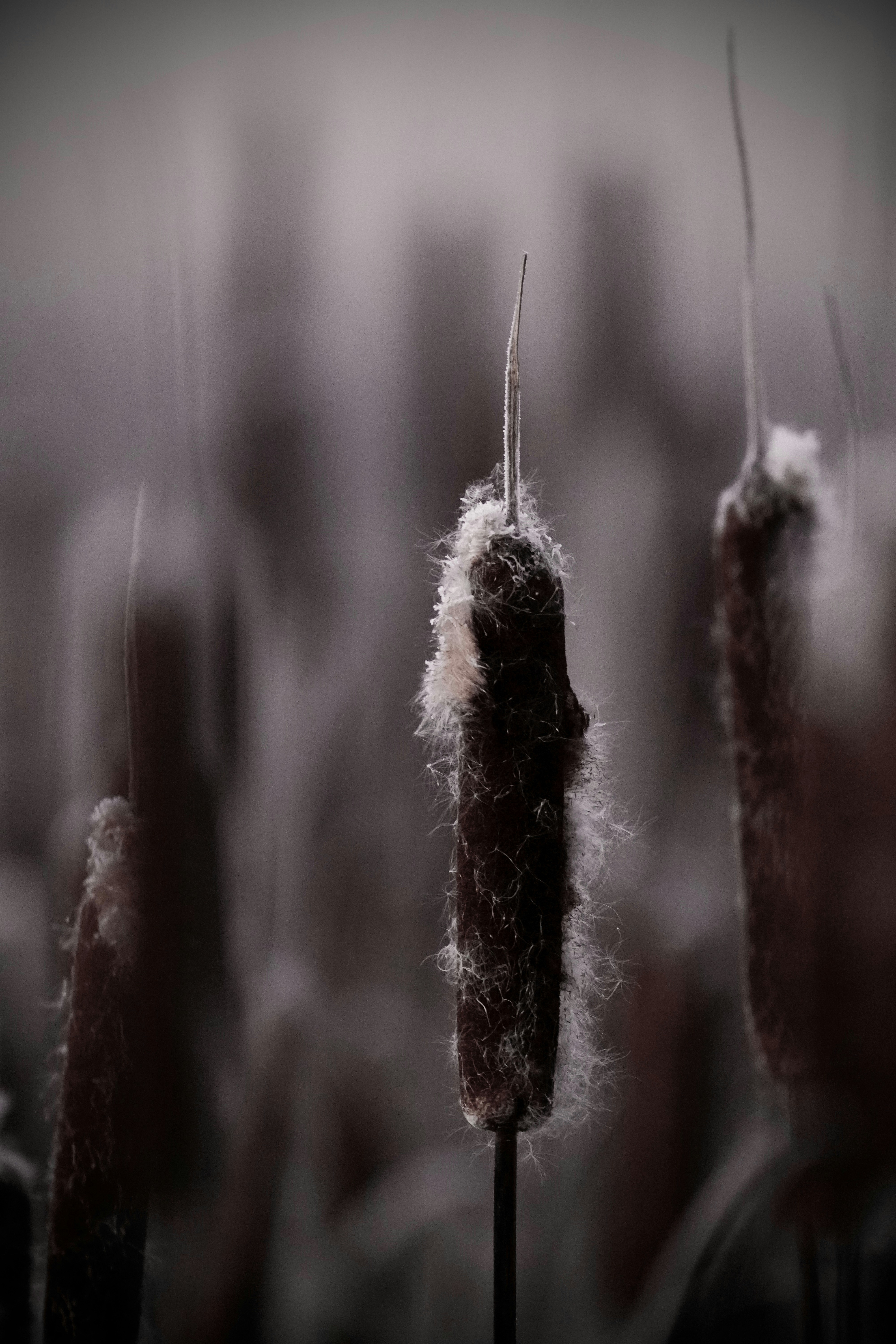 Midwinter Catkins: a solitary cattail against a soft, blurred marsh