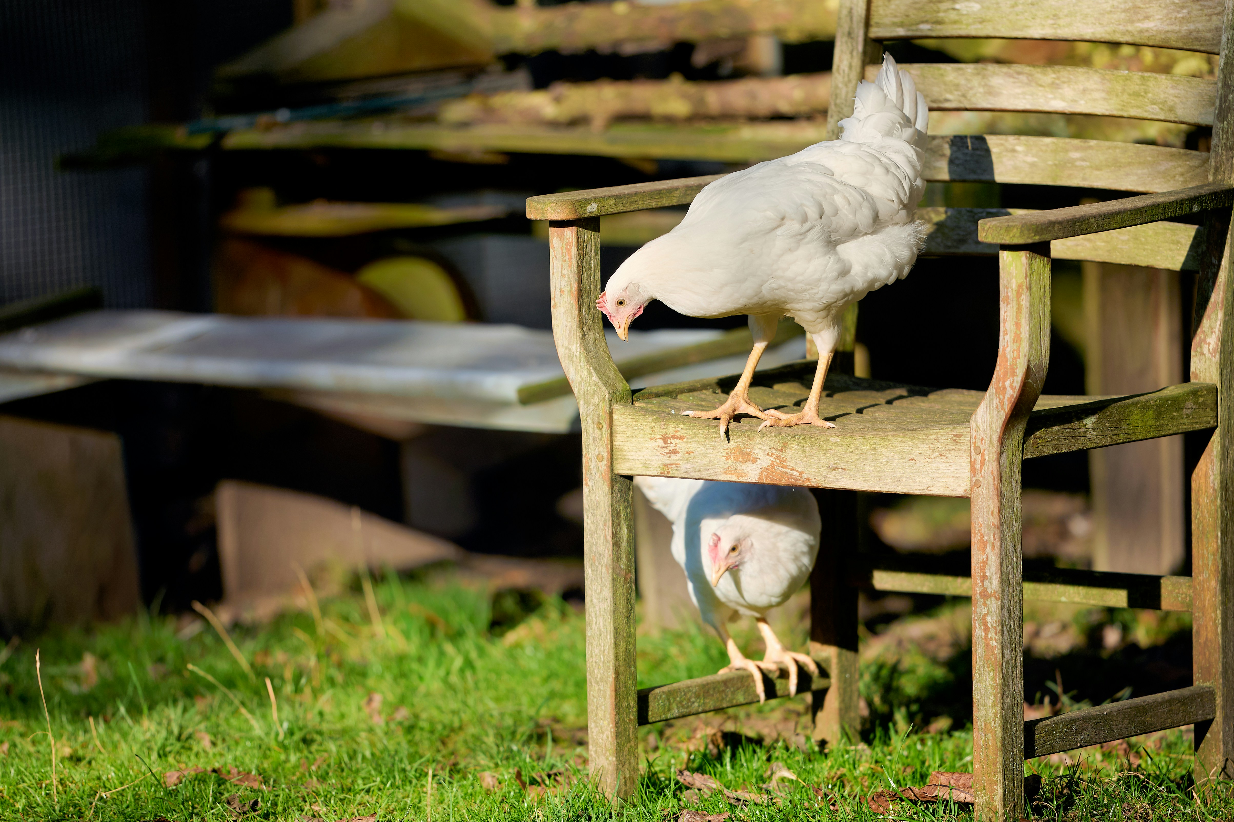 White Hen Crossing: A Chicken Perch Encounter in a Sunlit Yard