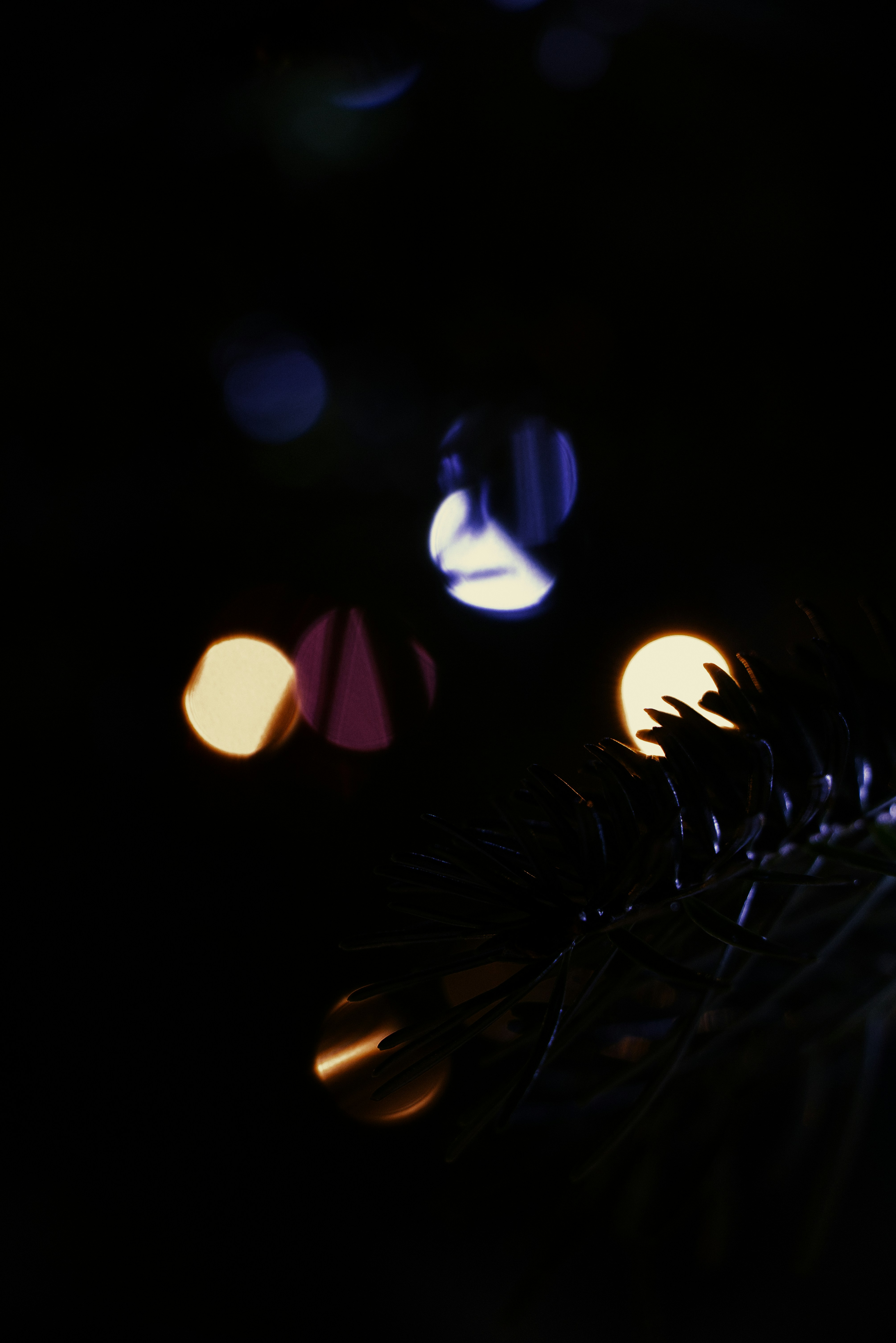 Night Lights in the Pine Needle Frame