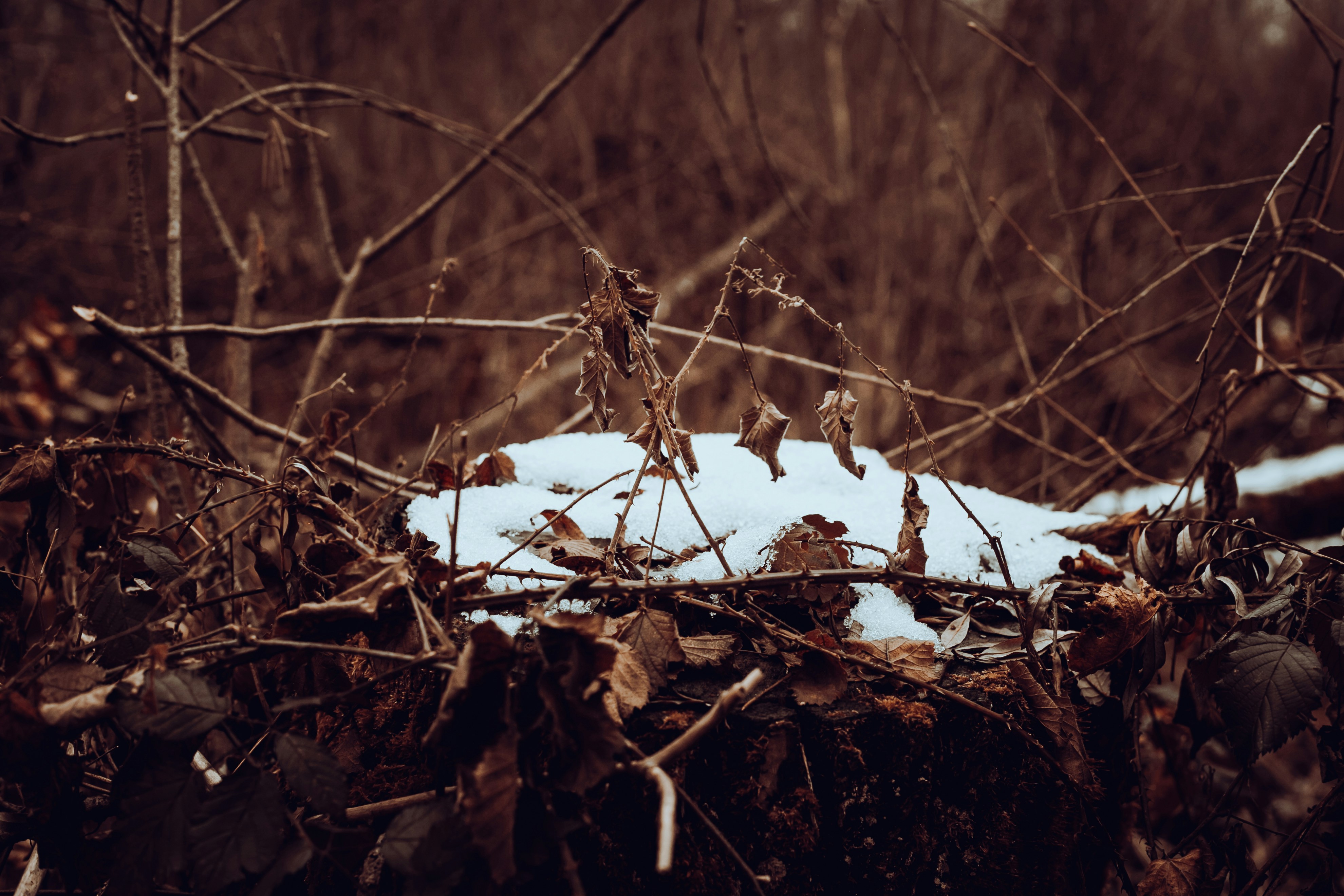 Photo by Jan Oblak with Canon EOS 5D Mark III